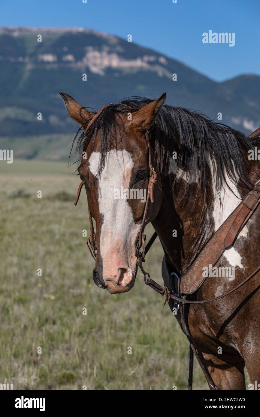 Wyoming Montana Ranch horse herd in Pryor Mountains. Yellowstone area ...
