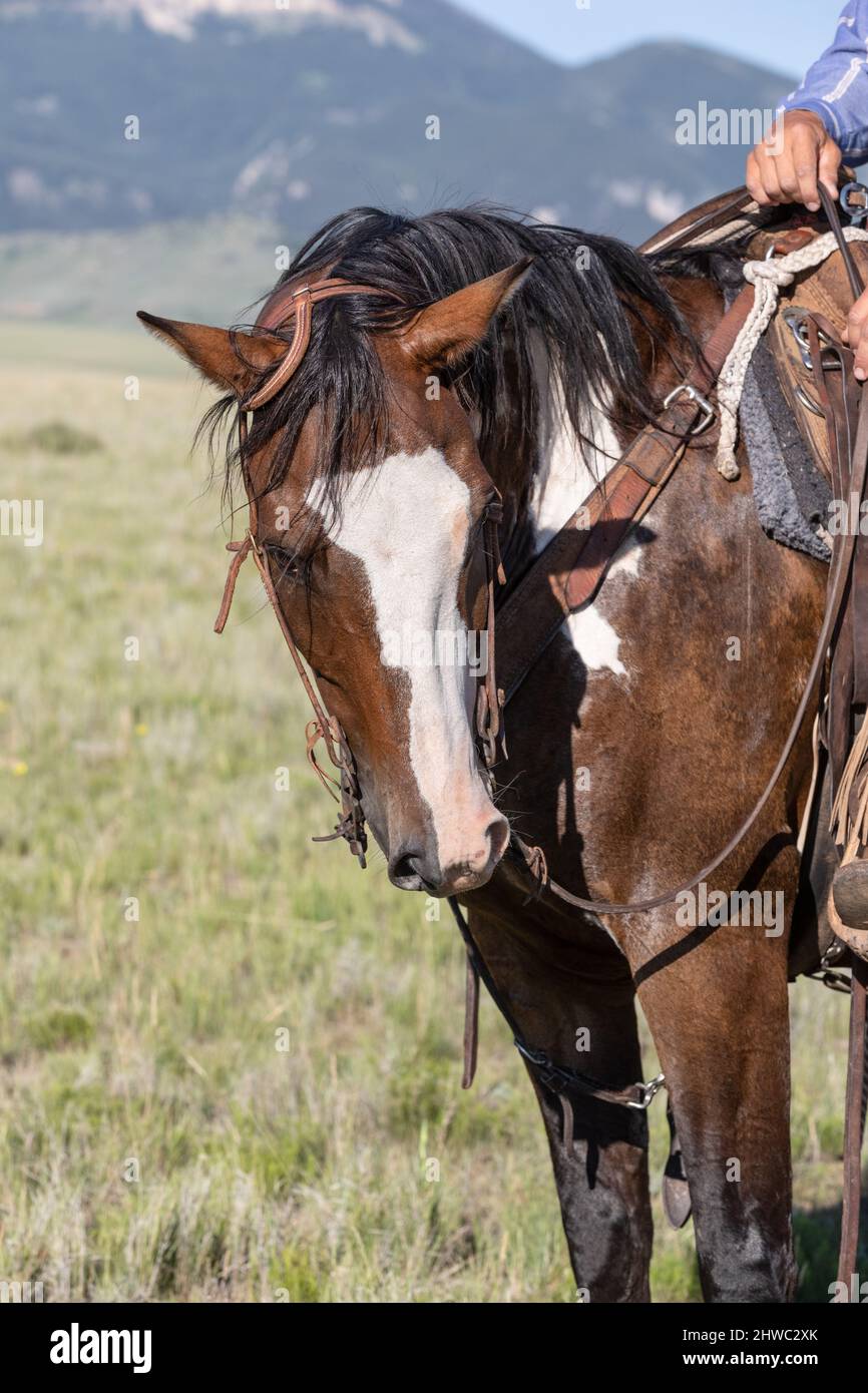 American quarter horse sorrel stallion hi-res stock photography and ...