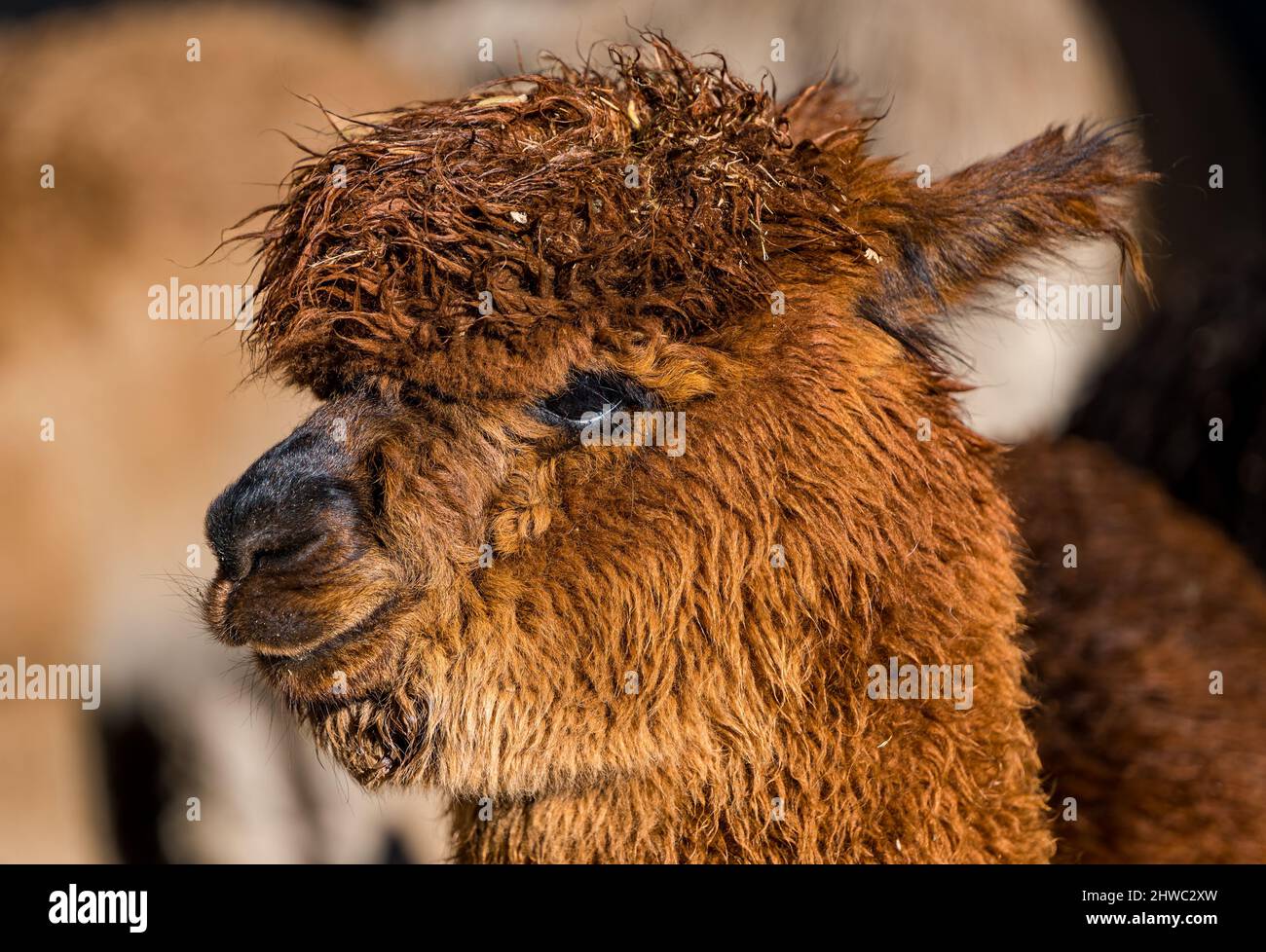 Hedderwick Hill Farm, East Lothian, Scotland, United Kingdom, 5th March ...