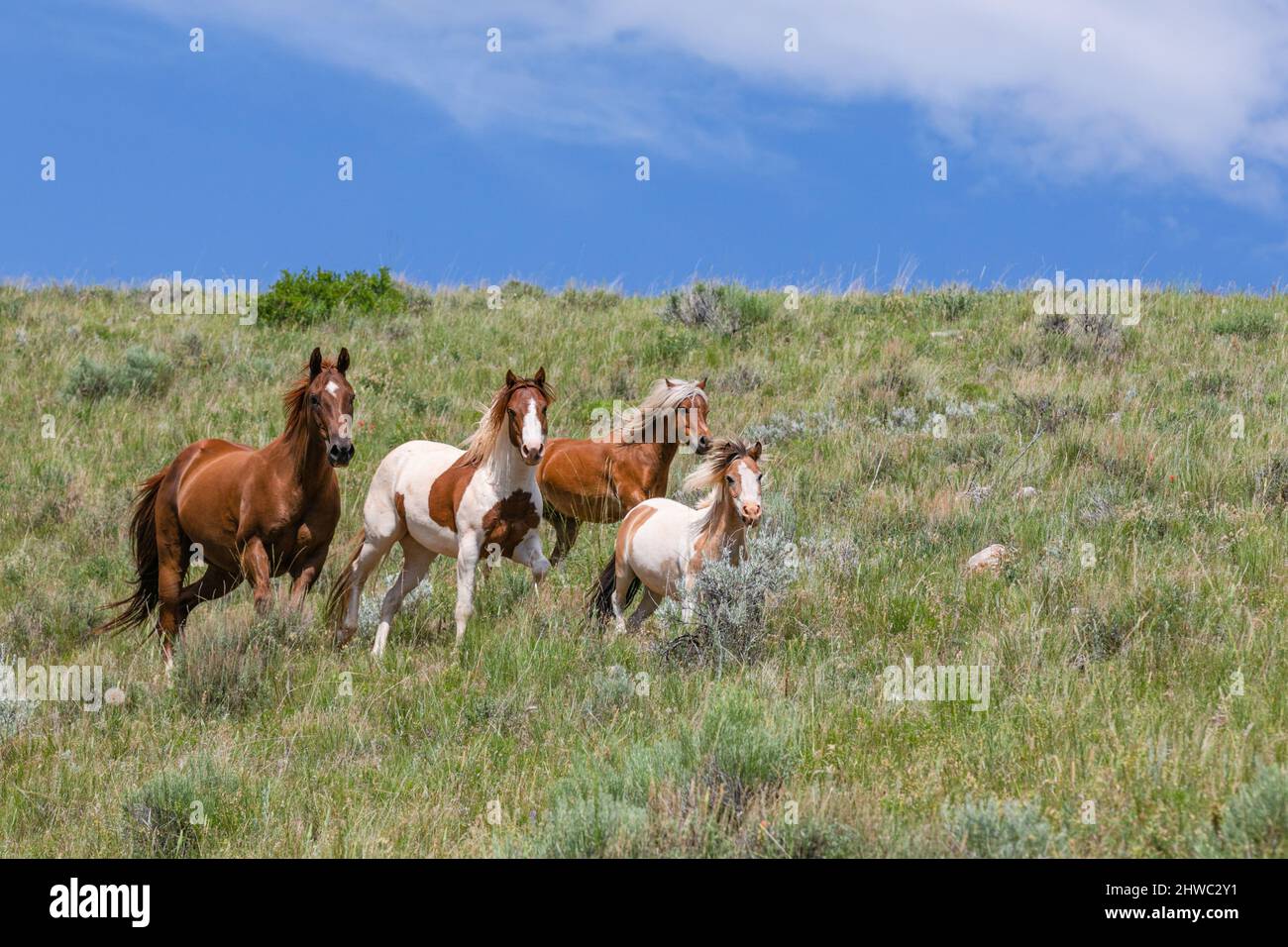 American quarter horse sorrel stallion hi-res stock photography and ...