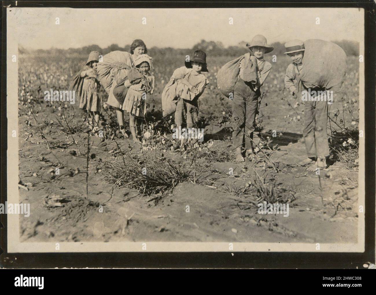 Cotton pickers, Denison, Texas. Artist: Lewis W. Hine, American, 1874 ...