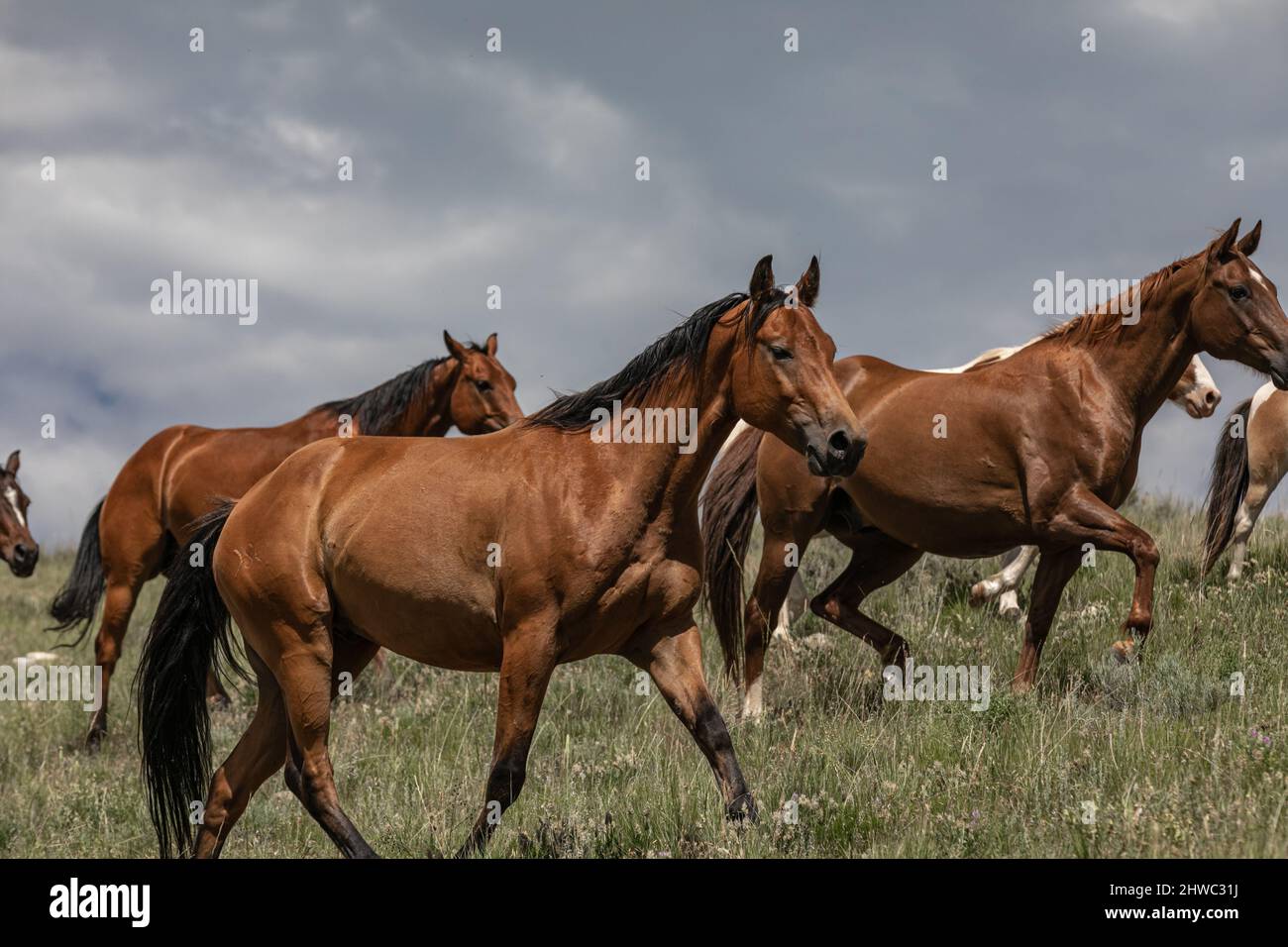 Wyoming Montana Ranch horse herd in Pryor Mountains. Yellowstone area ...