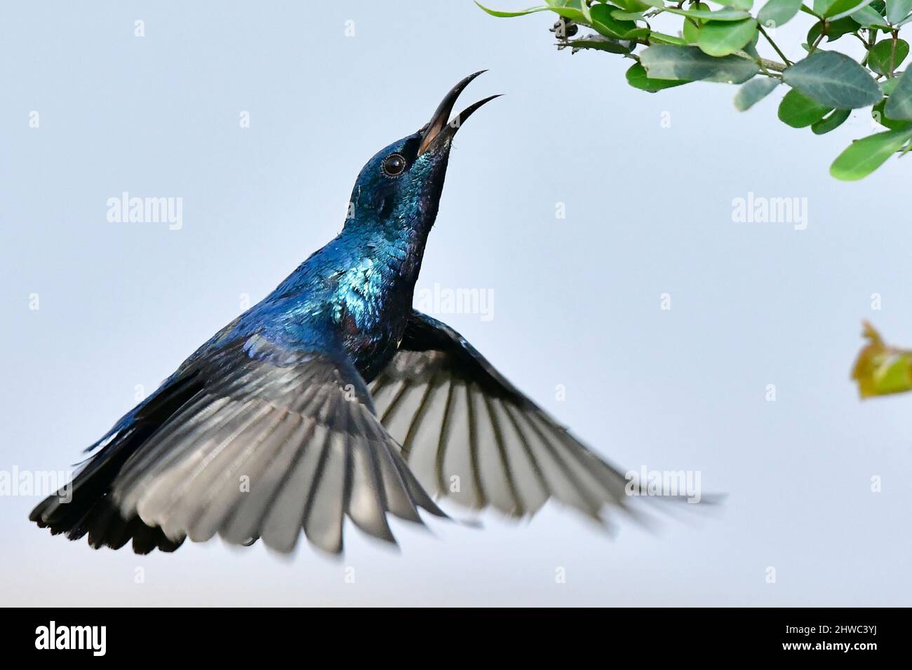 Gettimages hi-res stock photography and images - Alamy