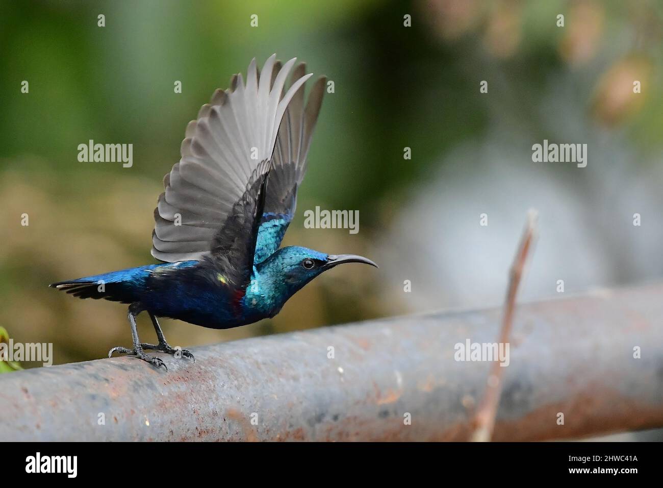 Gettimages hi-res stock photography and images - Alamy