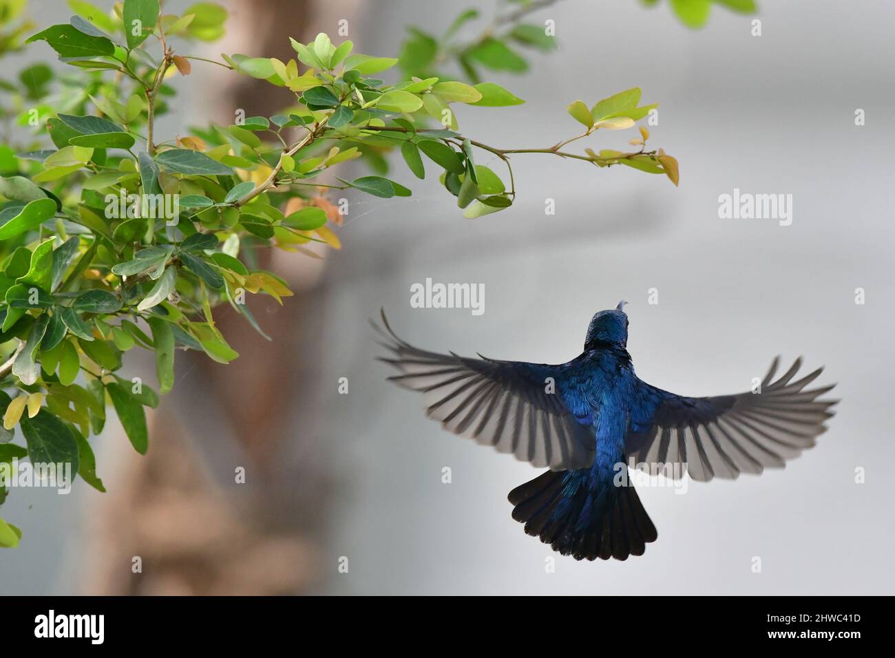 Shiny Blue Colorful Small Male Sunbird Stock Photo - Alamy