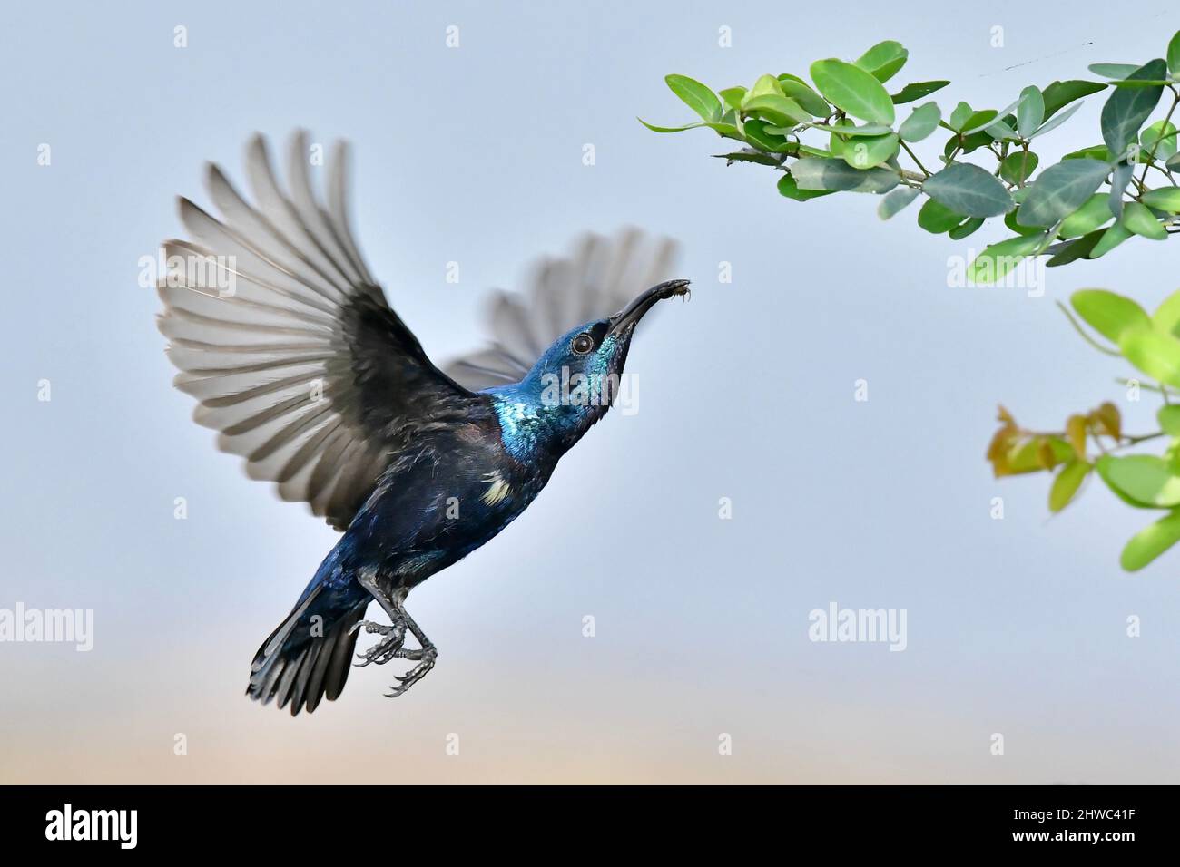 Gettimages hi-res stock photography and images - Alamy