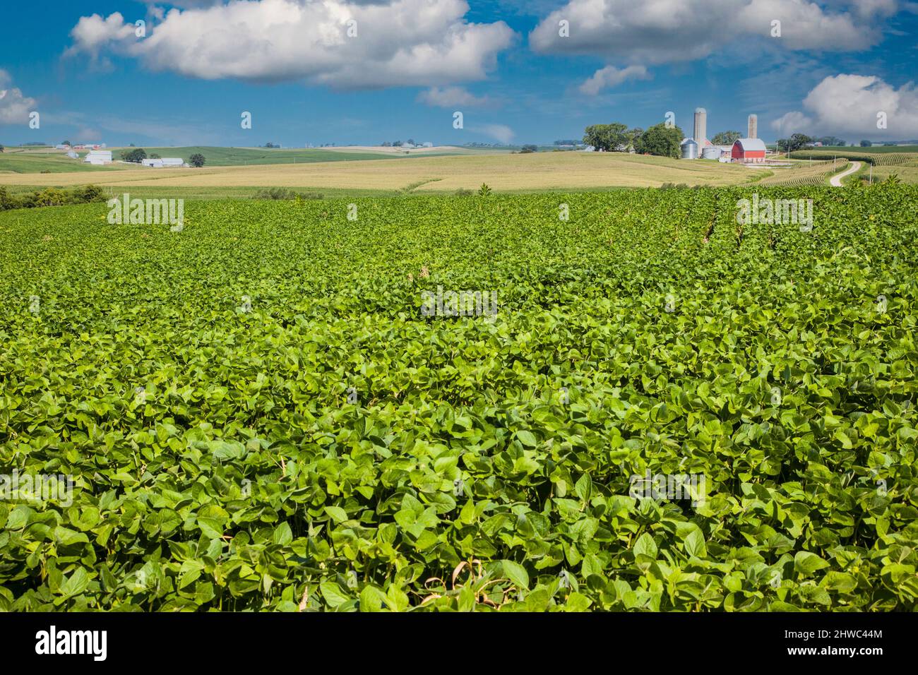 Iowa Farm near Luxemburg. Soybeans in foreground, Corn in background ...