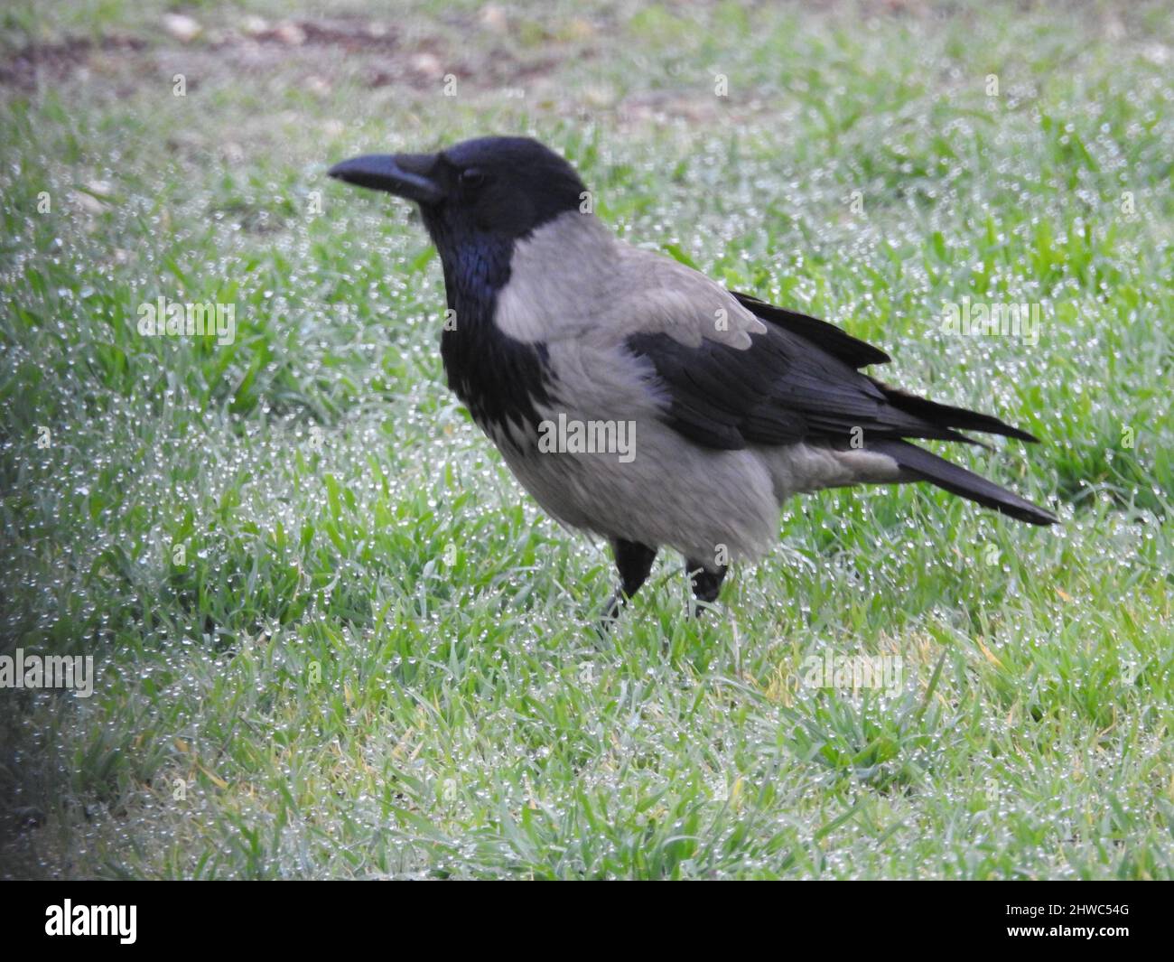 Raven looking food in grass hi-res stock photography and images - Alamy