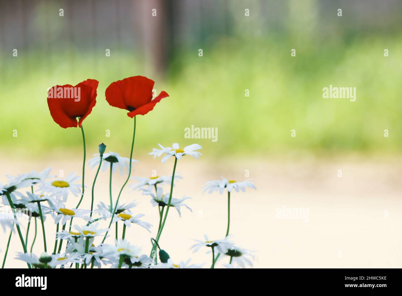 Dance in the wind hi-res stock photography and images - Alamy