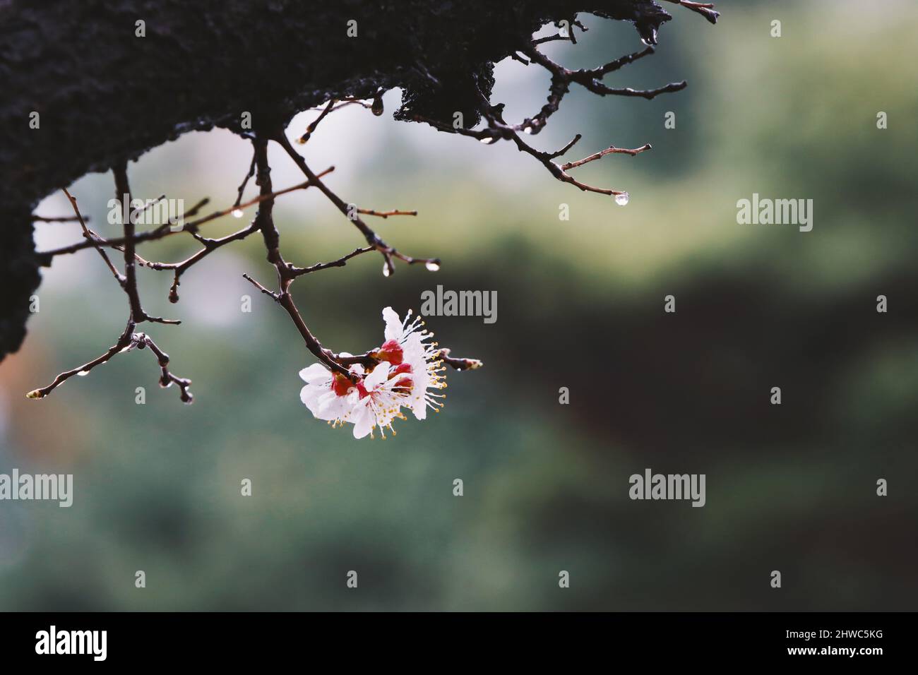 Fresh spring cherry blossoms in full bloom, the spring rain falling on ...