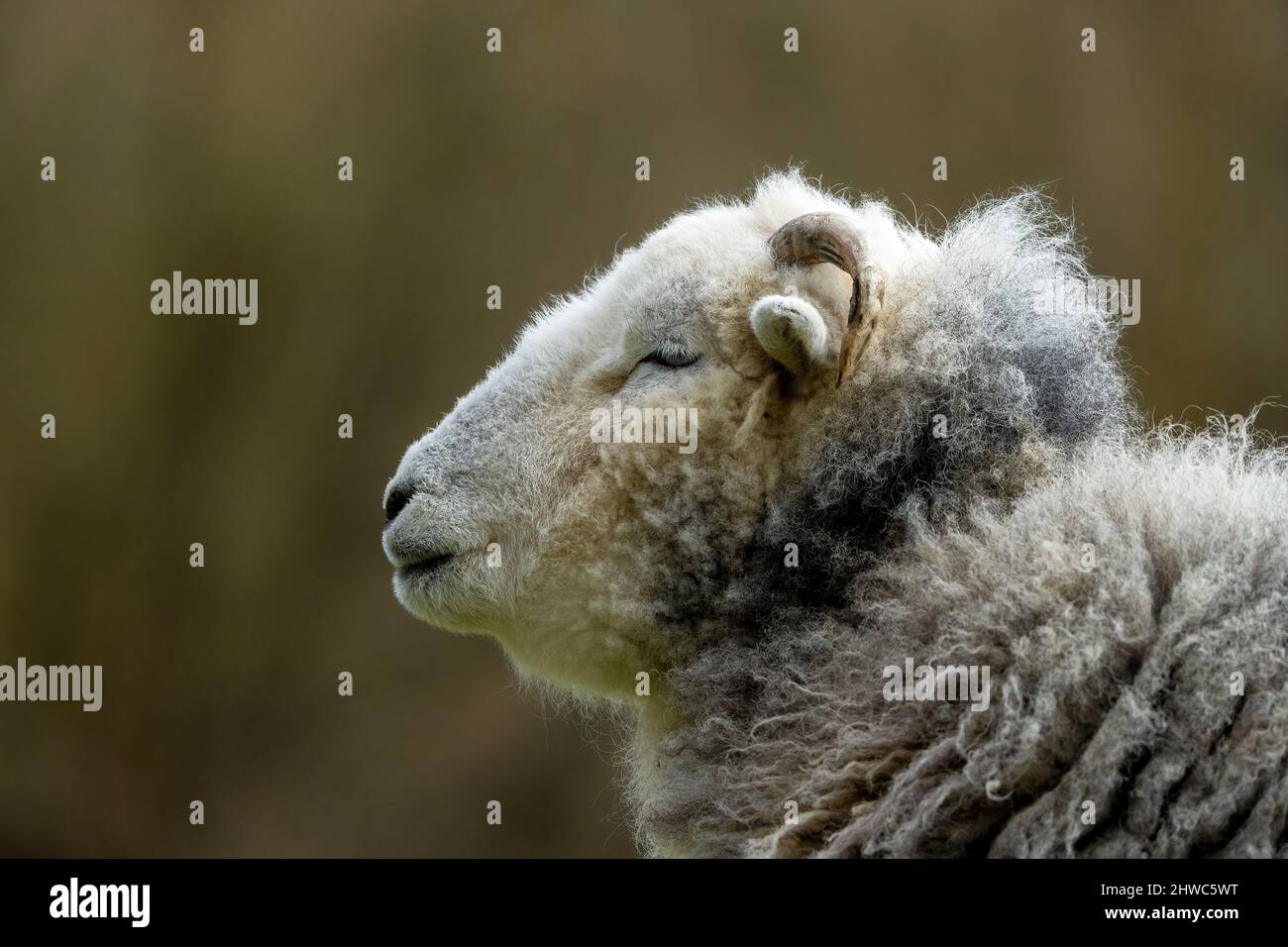Herdwick sheep-Ovis aries Stock Photo - Alamy