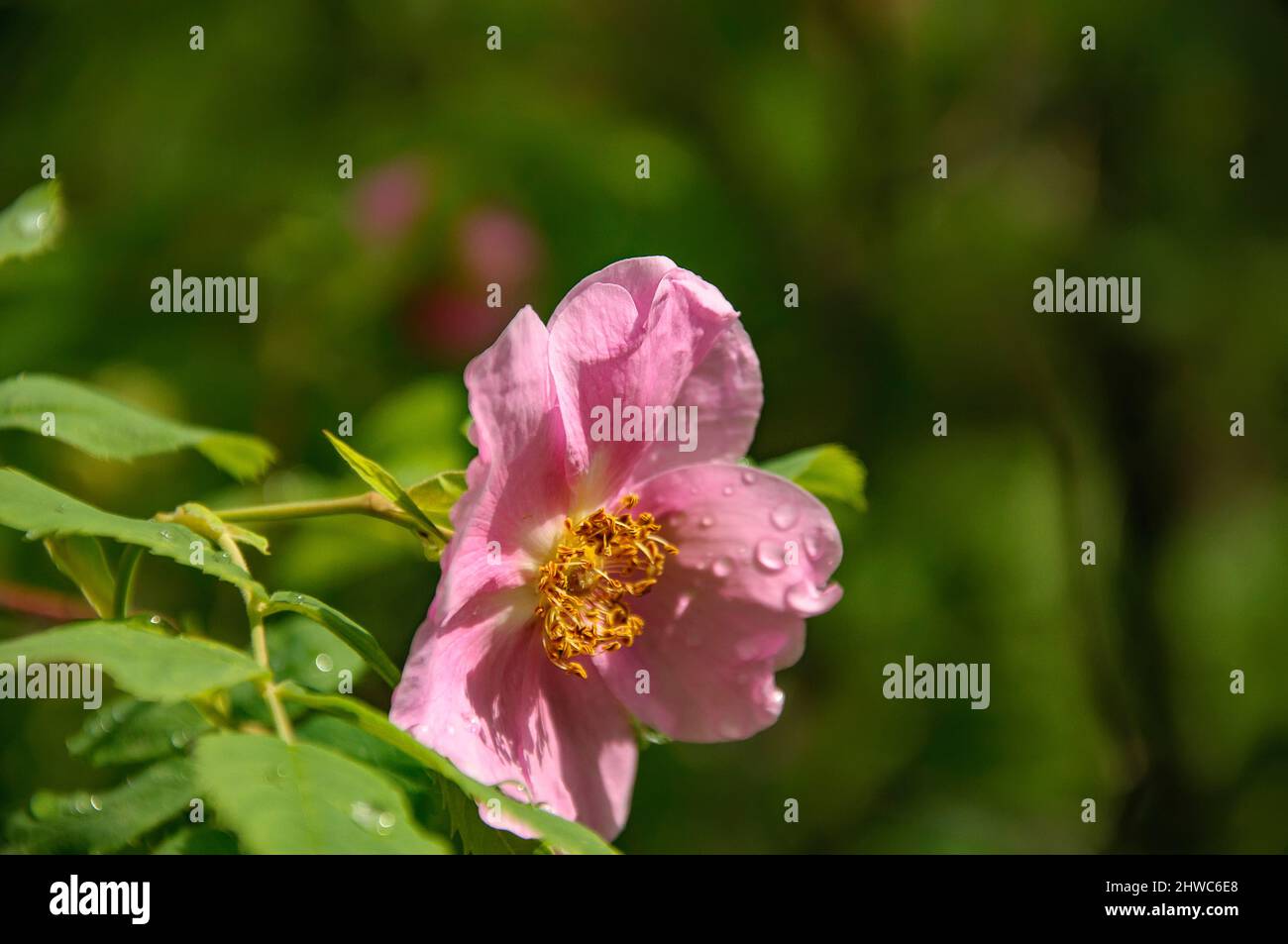 Large drops summer autumn rain hi-res stock photography and images - Alamy