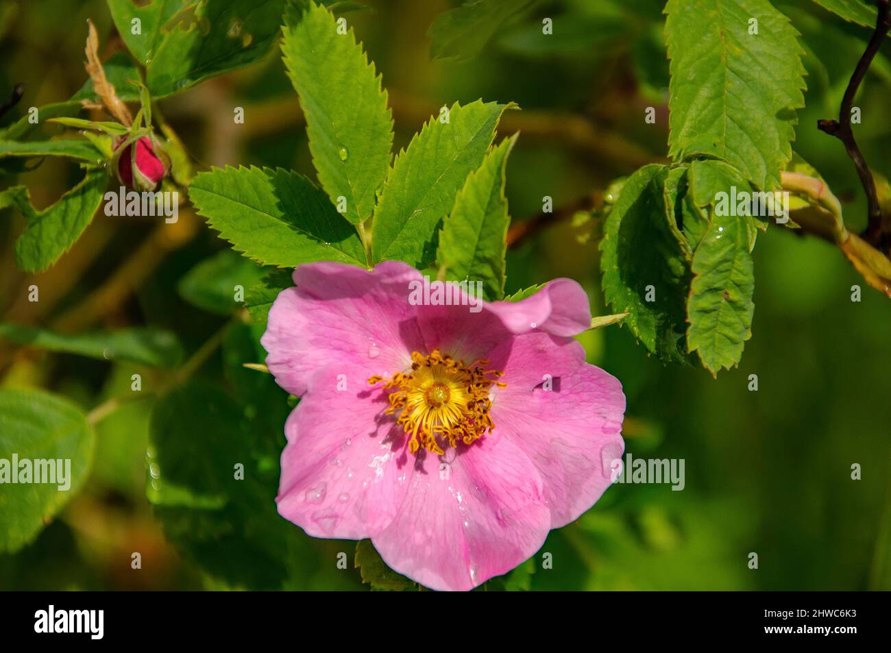 Large drops summer autumn rain hi-res stock photography and images - Alamy