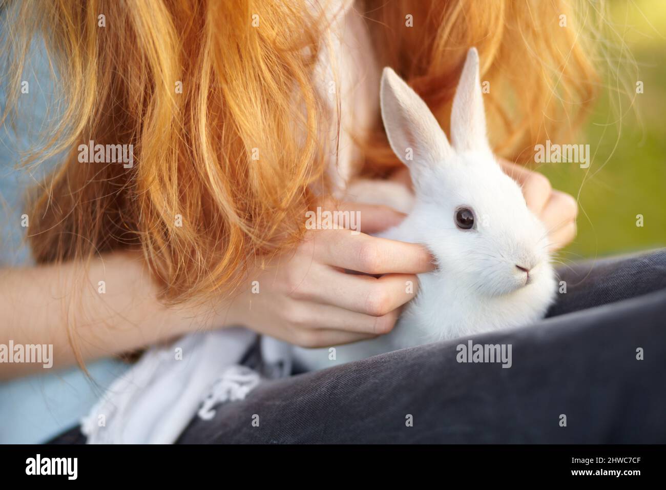 She has a soft touch. Cropped view of a young girl with a white rabbit ...