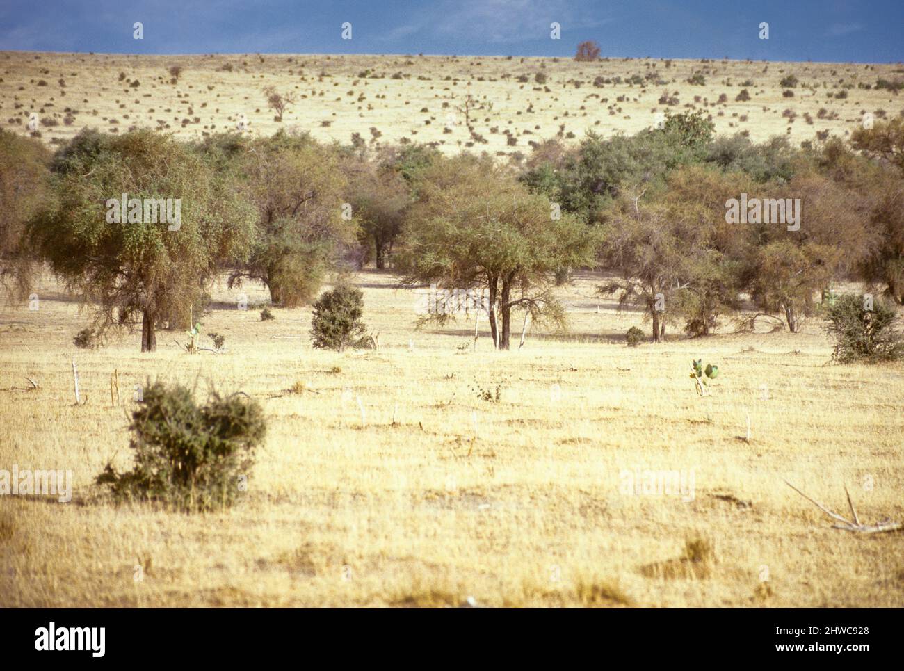 Sahel Landscape between Bermo and Akadaney, southcentral Niger, two ...