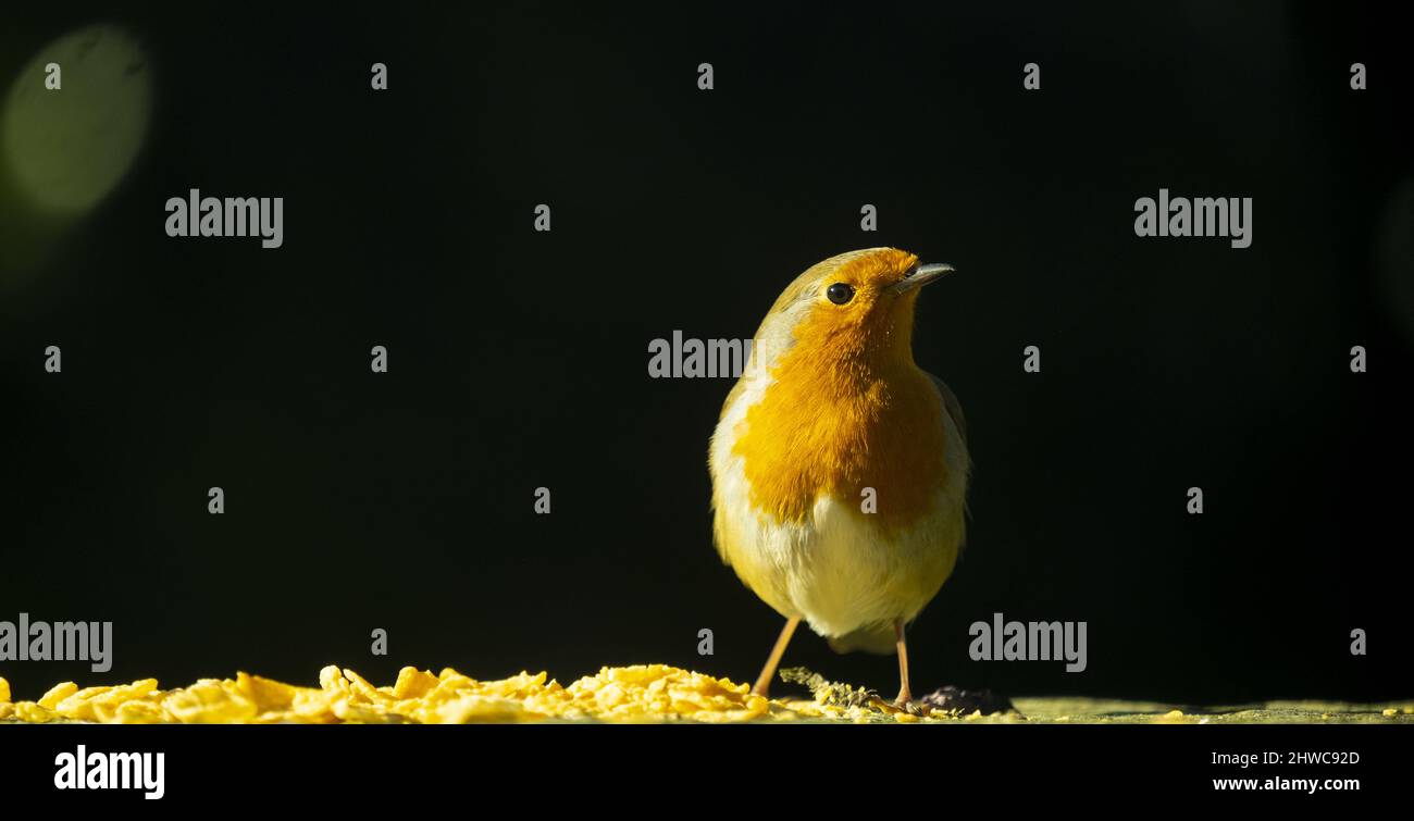 Forest robins hi-res stock photography and images - Alamy