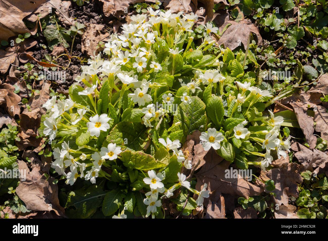 Wild primrose hi-res stock photography and images - Alamy