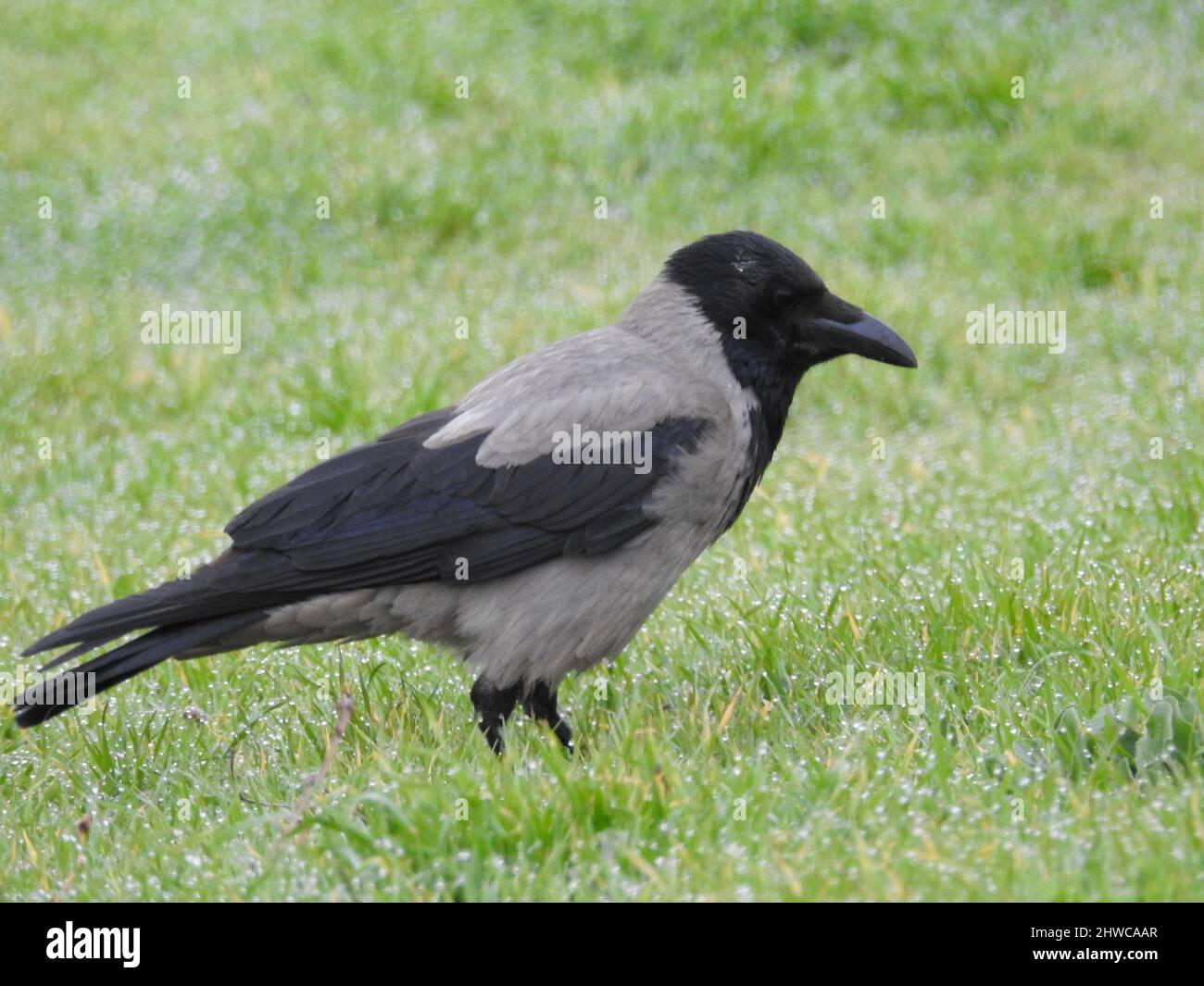 Magpie food in with food in mouth Stock Photo - Alamy