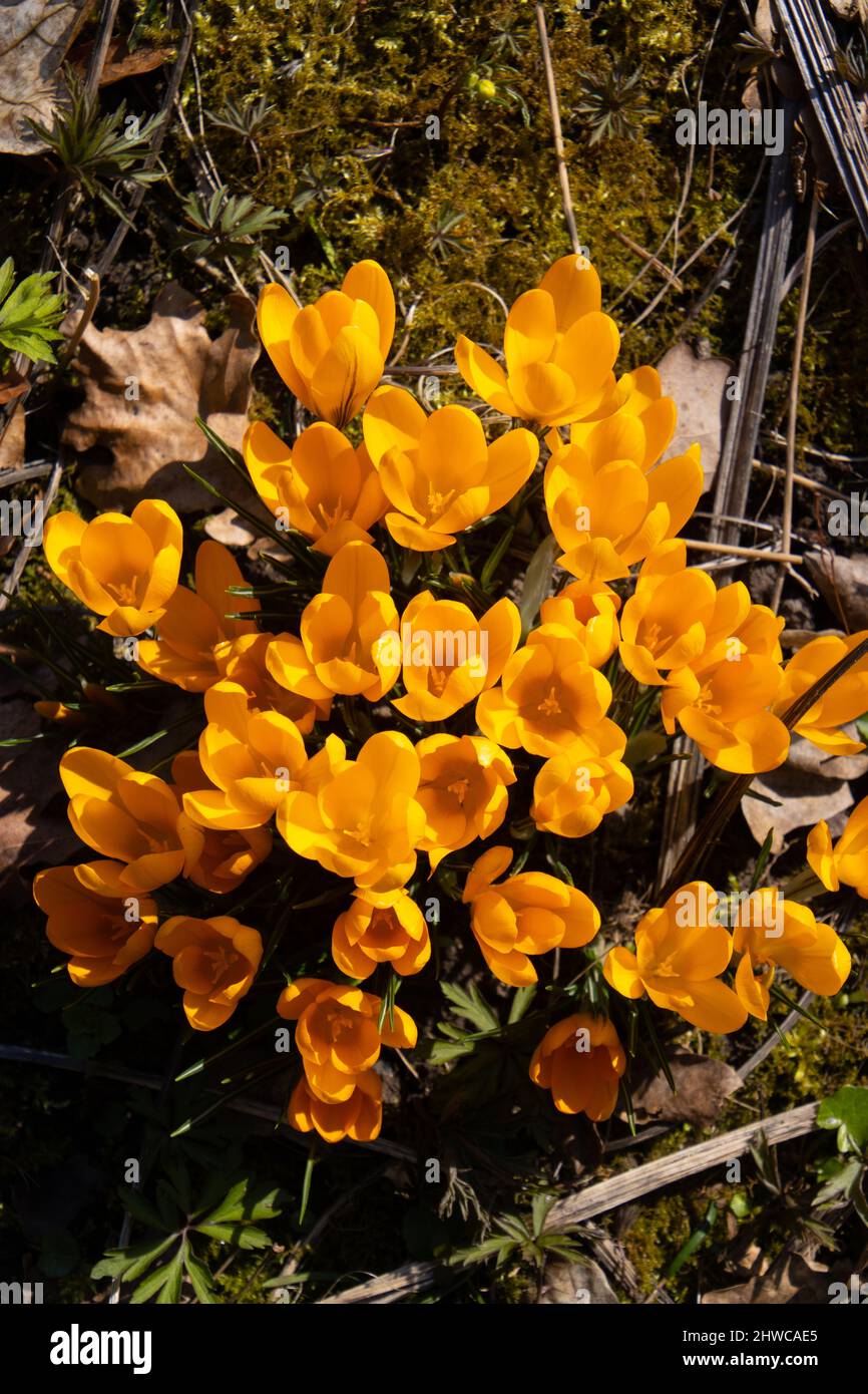 Yellow Saffron Flower