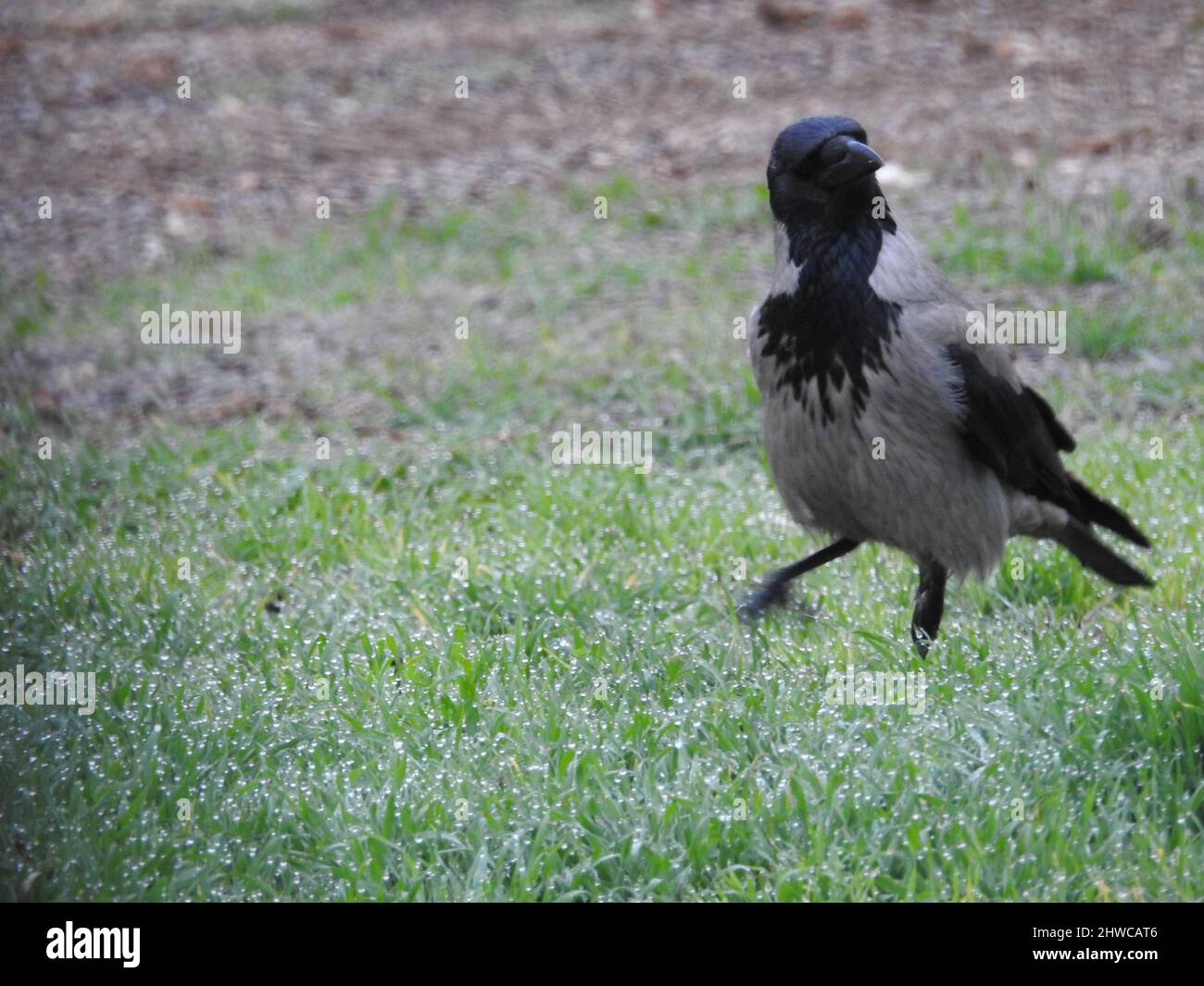 Magpie food in with food in mouth Stock Photo - Alamy