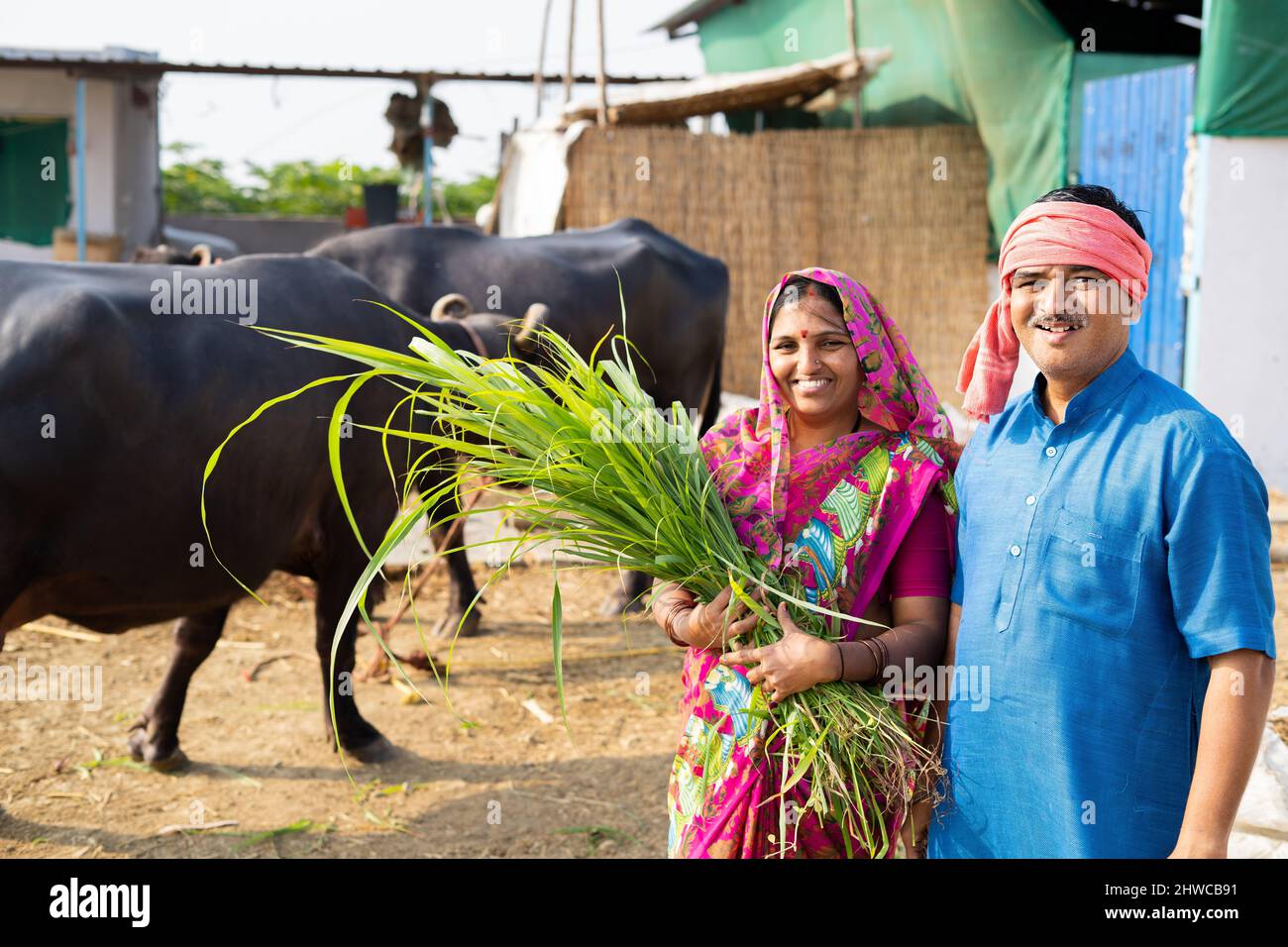 happy smiling milk dairy farming village couples with holding grass by ...