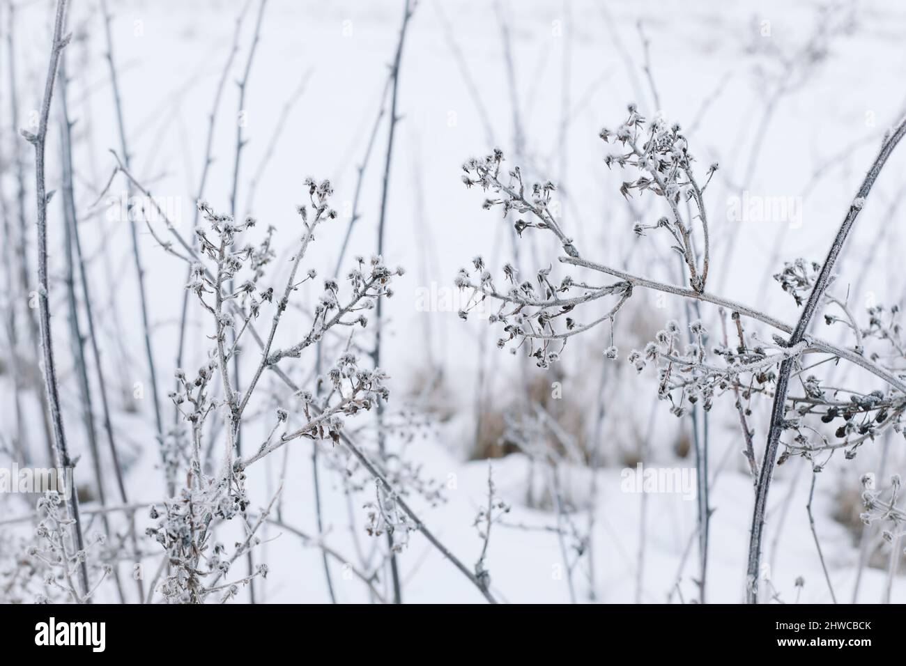 Dry branches of grass and flowers on a winter snowy field. Seasonal ...