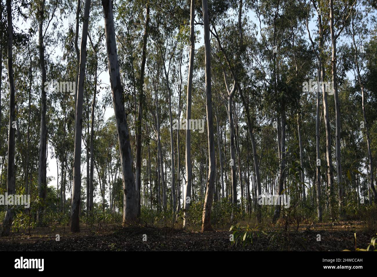 Eucalyptus plantation at the Sonajhuri-Khoai area at Bolpur, in the ...