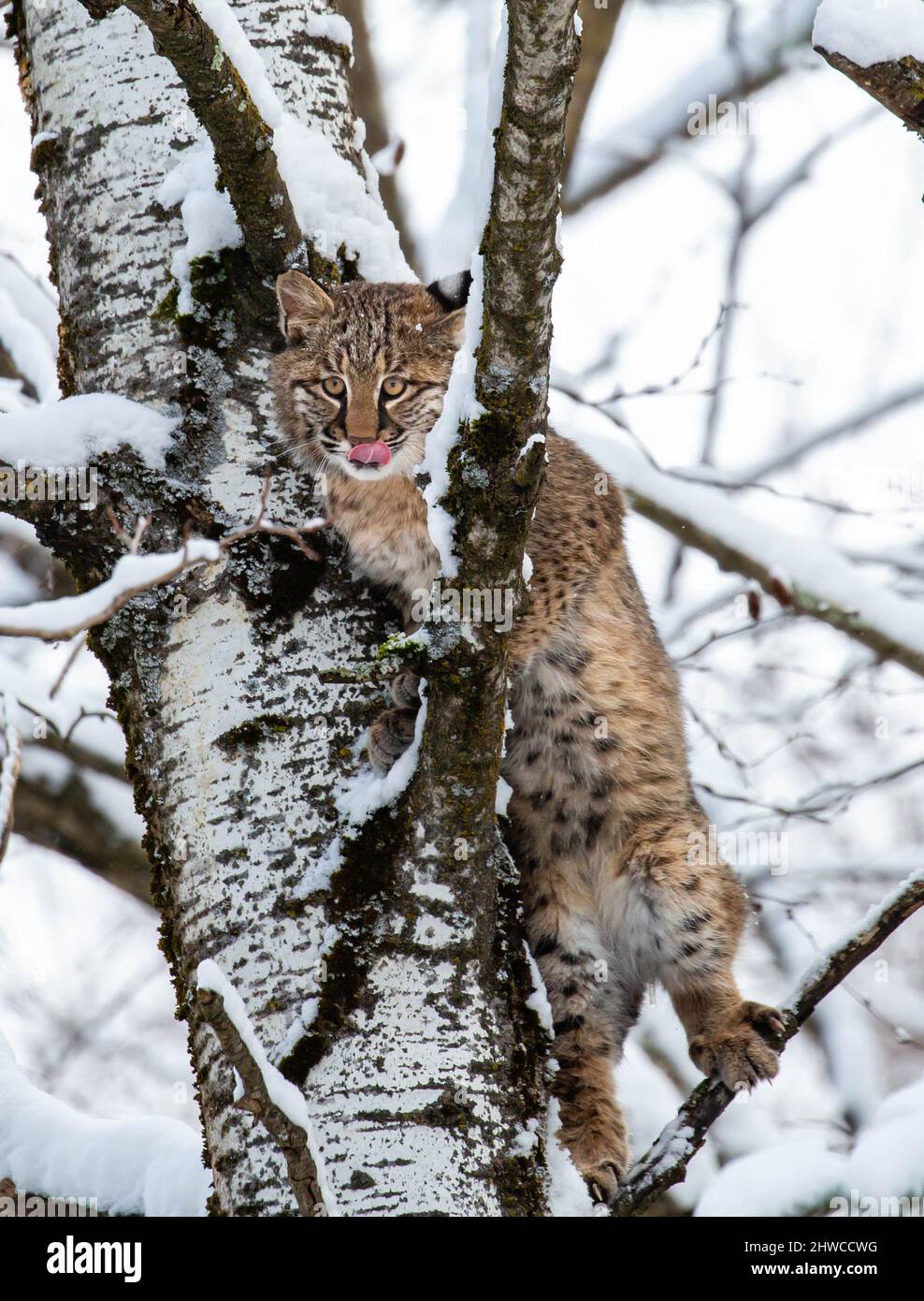 Bobcat (Felis rufus) climbing a Wisconsin poplar tree with tongue out ...