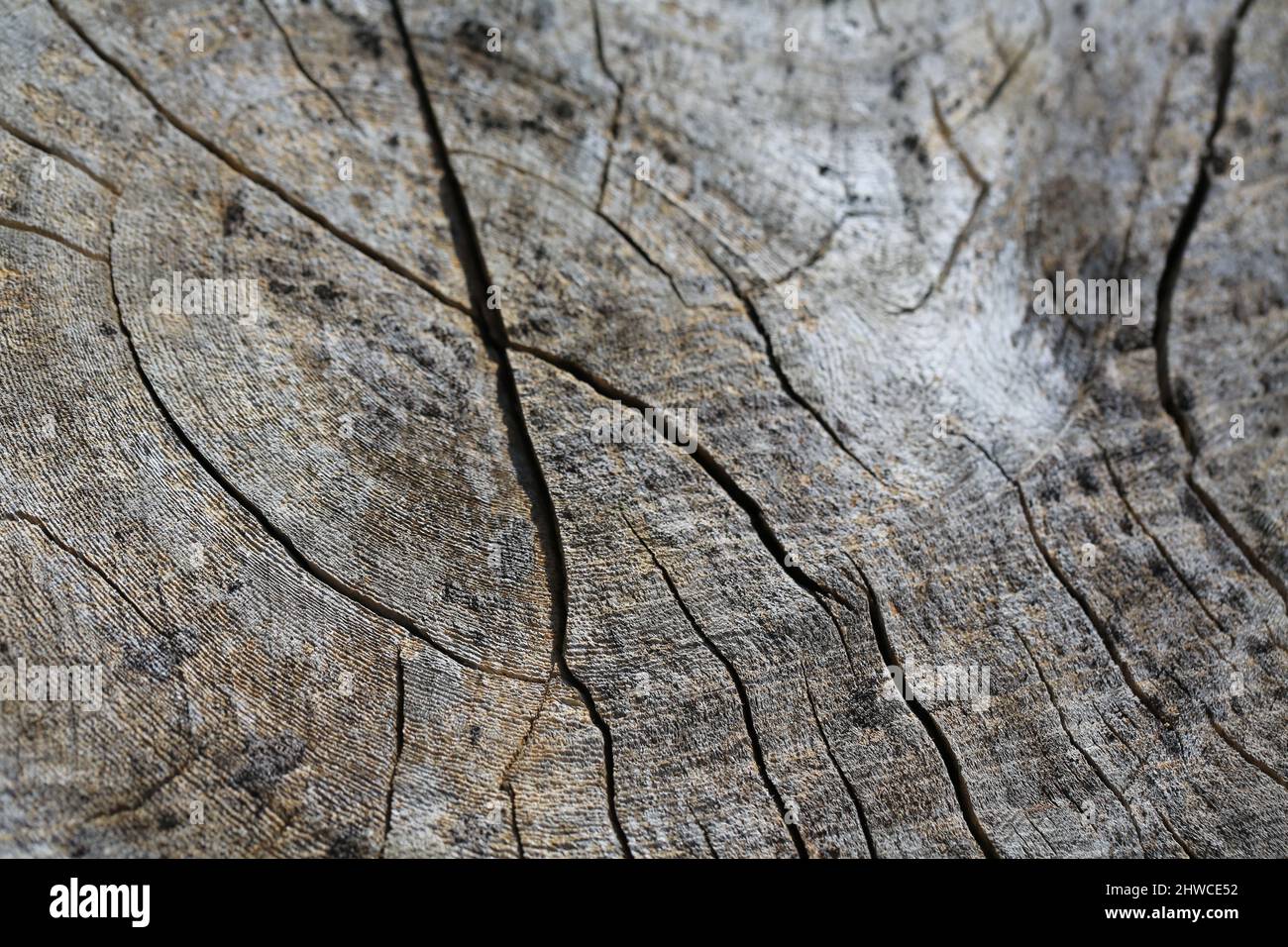 cross section of wood grain Stock Photo - Alamy