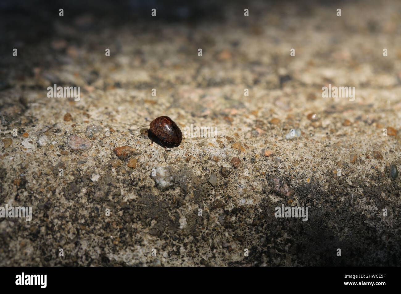 shield-backed bug walk on the rock Stock Photo - Alamy