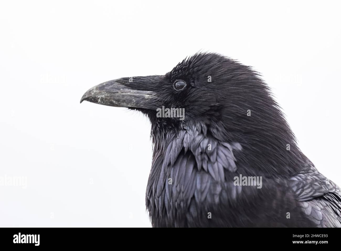 Raven yellowstone yellowstone national park hi-res stock photography ...