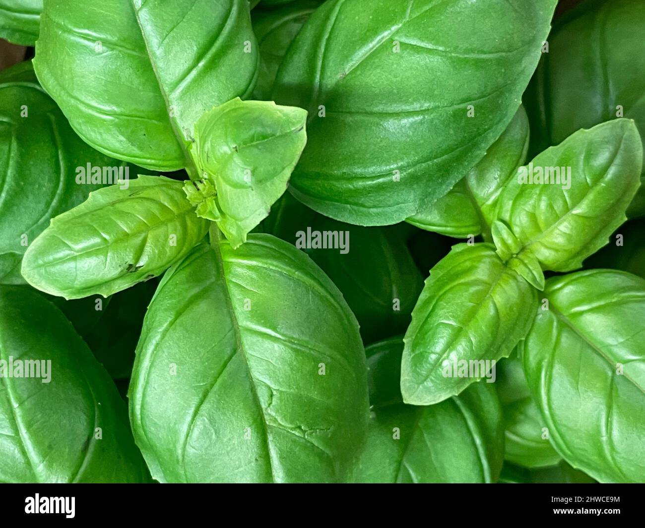 Basil, also called great basil, ist a culinary herb Stock Photo - Alamy