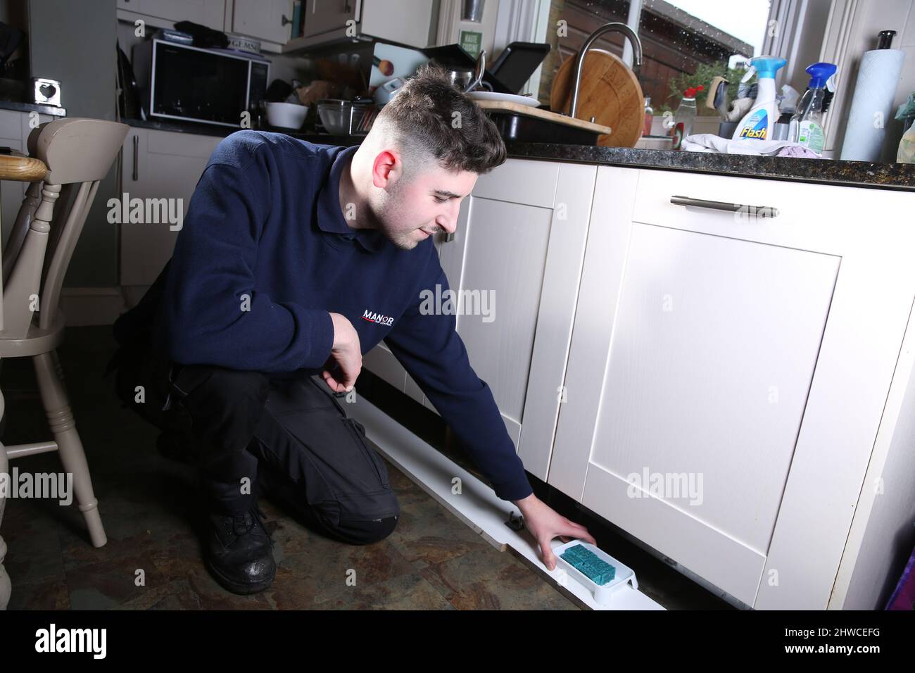 Pest control expert lays rodent poison under kitchen units Stock Photo ...