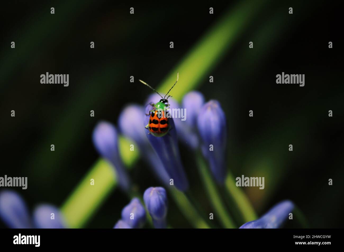 Agapanthus africanus with ladybug Stock Photo - Alamy