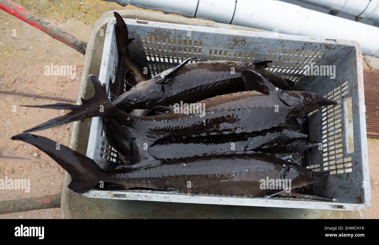 Whole fresh sturgeon fish hi-res stock photography and images - Alamy