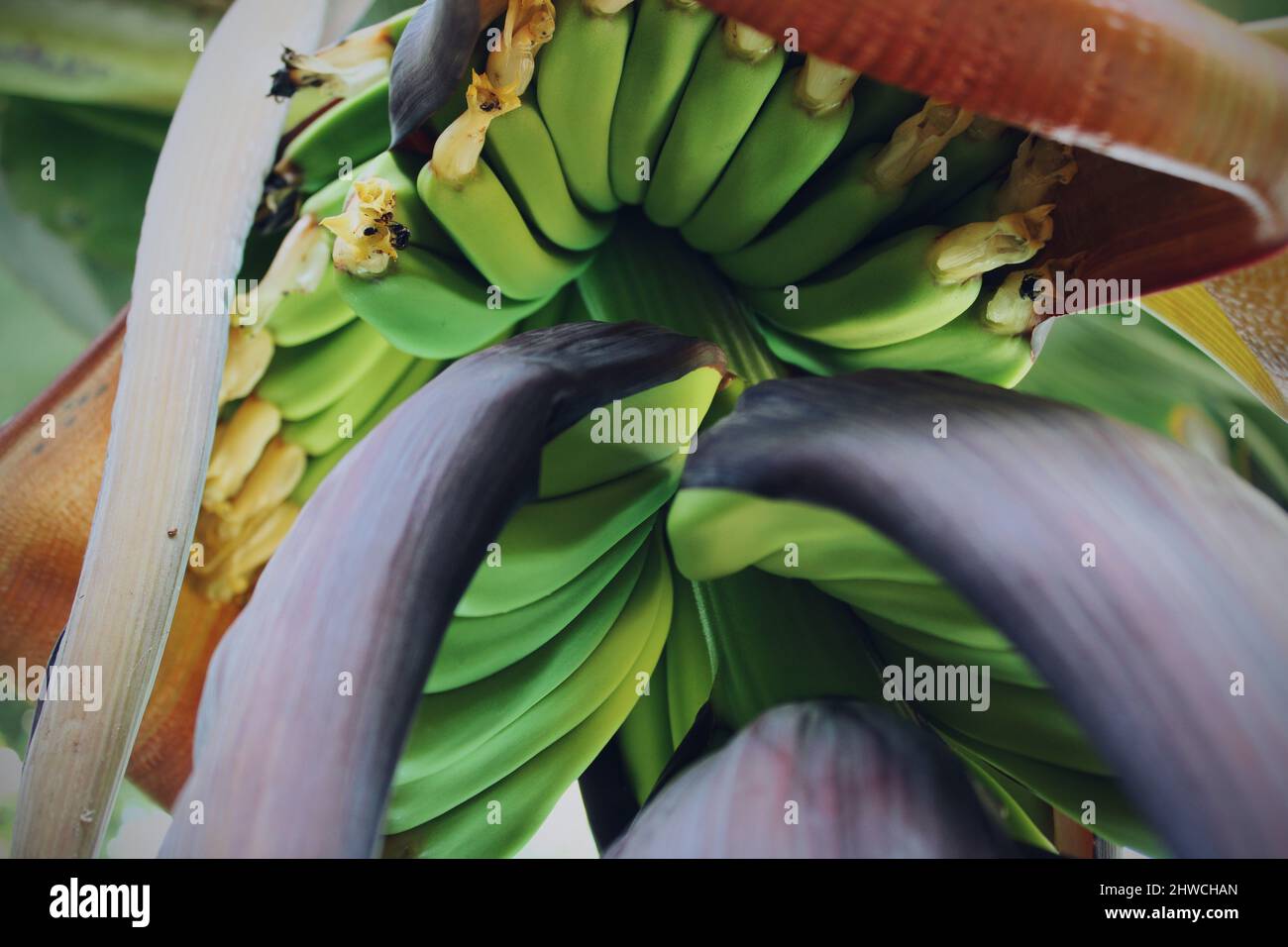 Bottom up view of Banana tree Stock Photo - Alamy