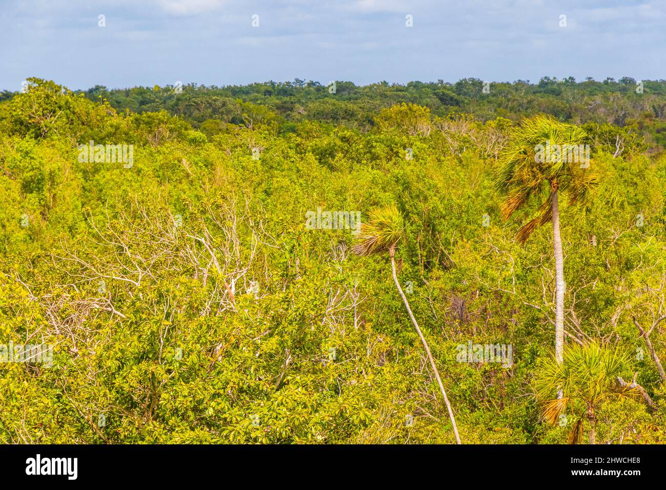 Panorama view to the Muyil Lagoon from the wooden viewpoint tower in ...