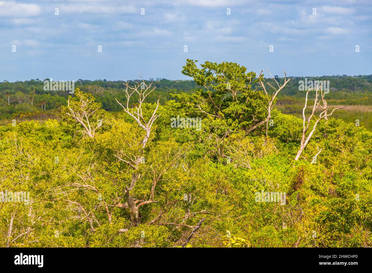 Panorama view to the Muyil Lagoon from the wooden viewpoint tower in ...