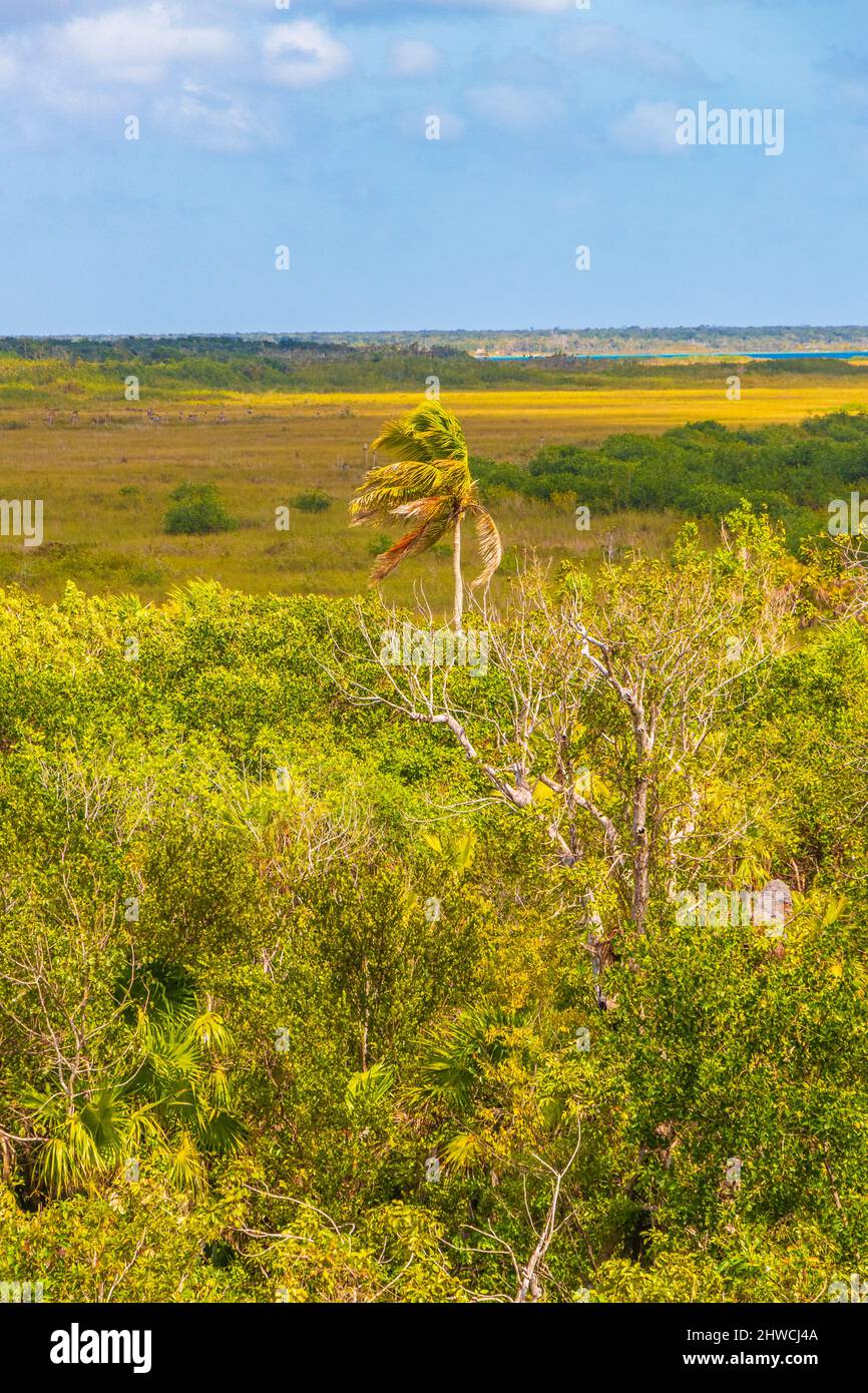 Panorama view to the Muyil Lagoon from the wooden viewpoint tower in ...