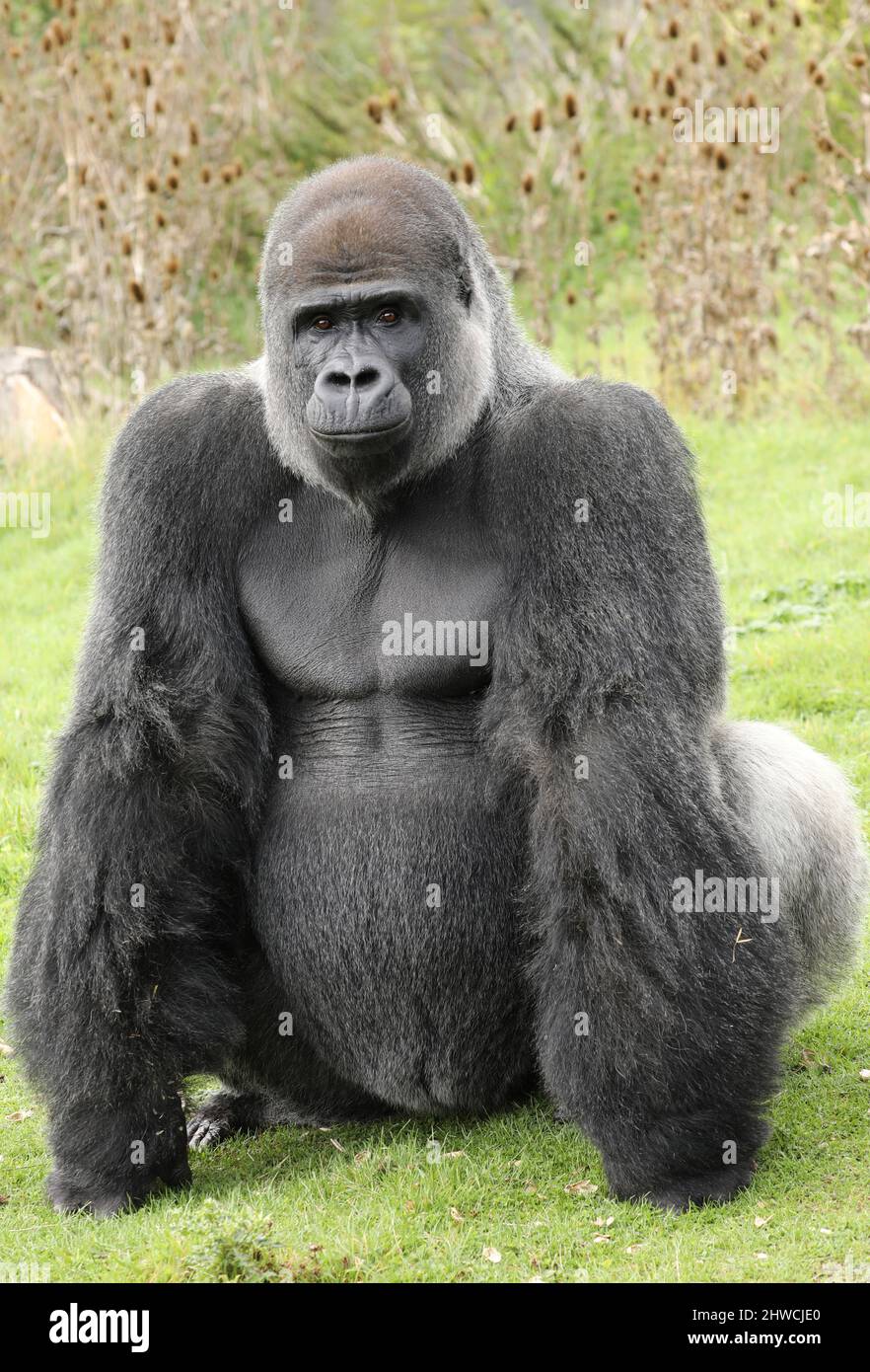 Big Boy Gorilla Stock Photo - Alamy