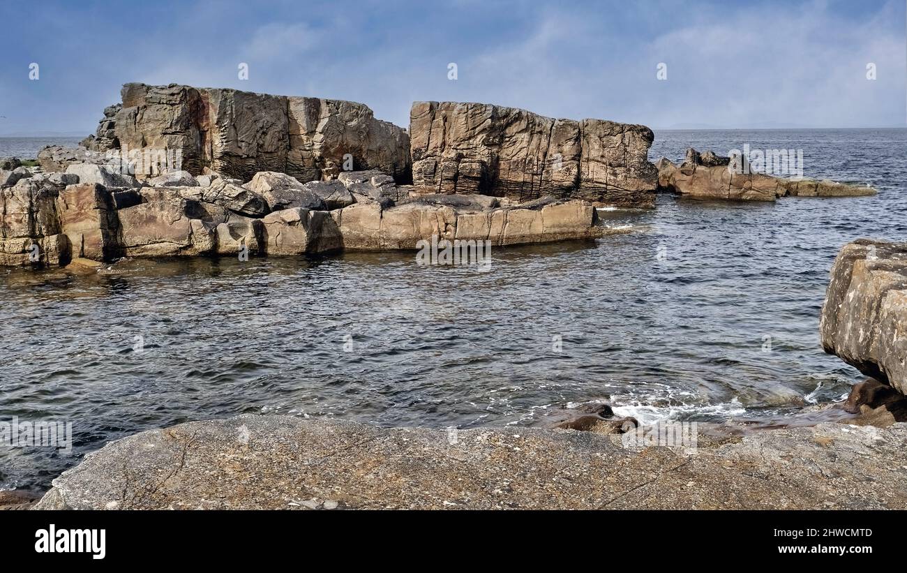 Rock plant daisy hi-res stock photography and images - Alamy