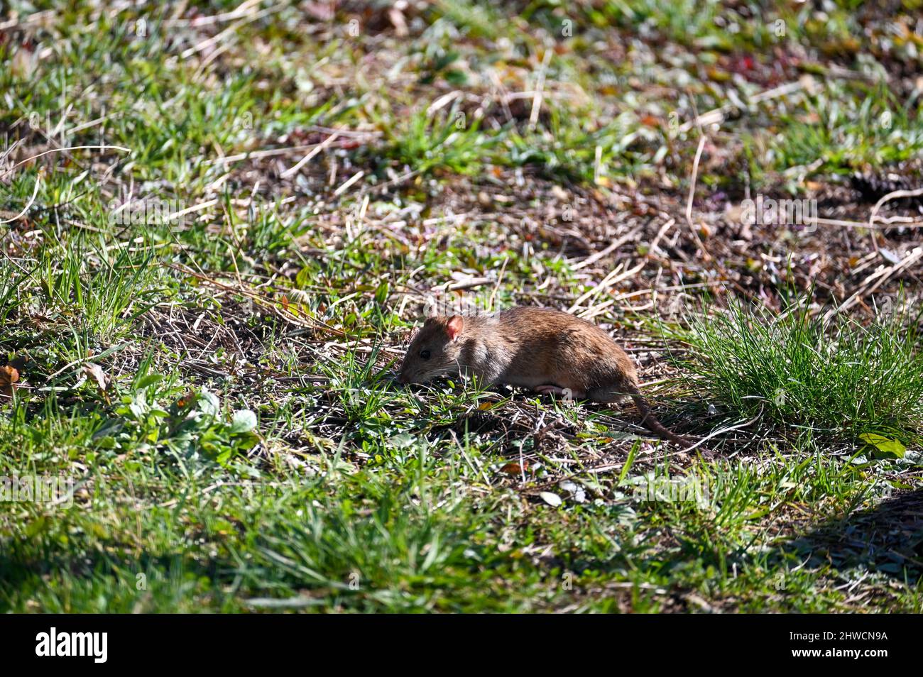 A brown wild brown rat ( Rattus norvegicus ) in broad daylight in the ...