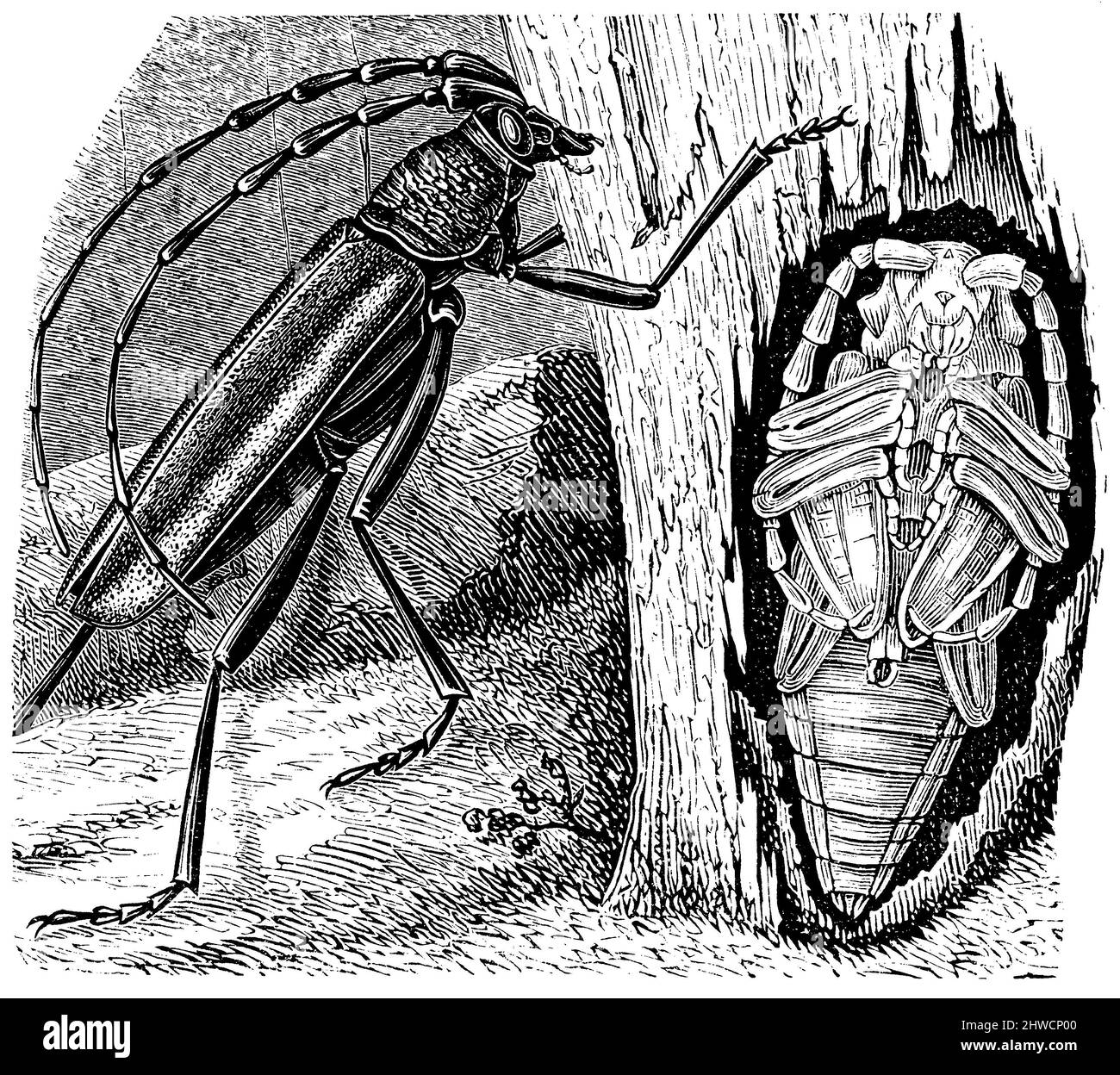 great capricorn beetle, Cerambyx cerdo, (encyclopedia, 1893), Großer ...
