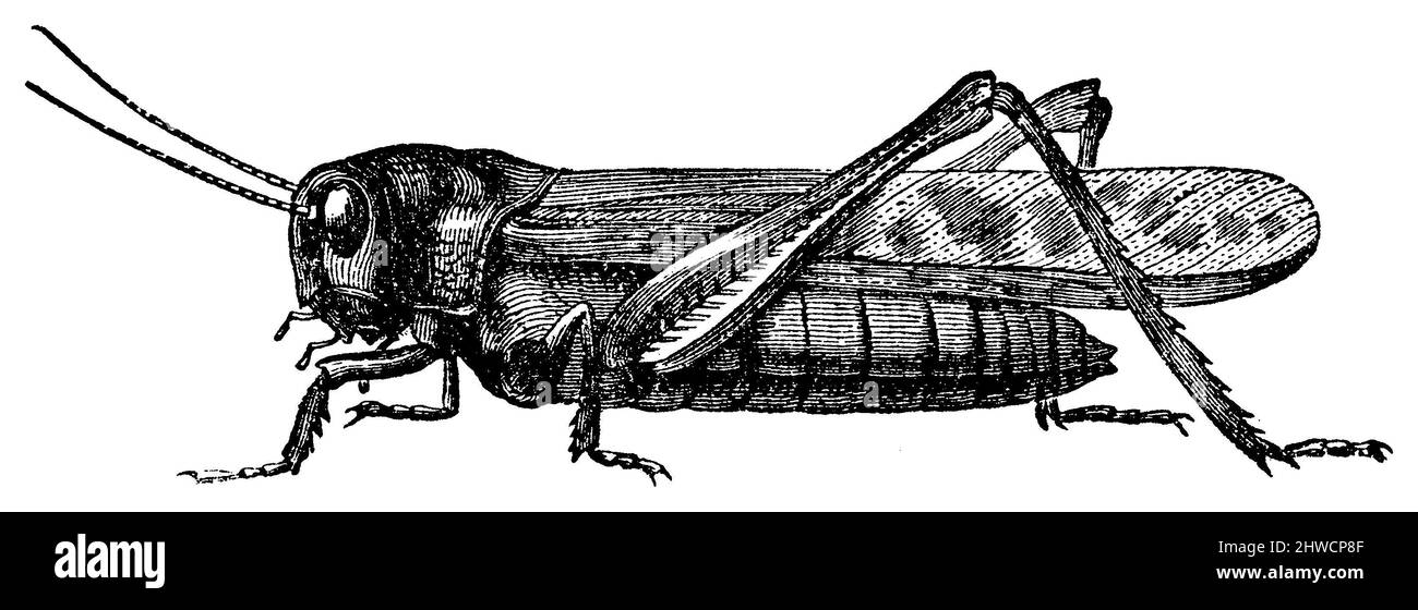 migratory locust, Locusta migratoria, (religion history book, 1885 ...