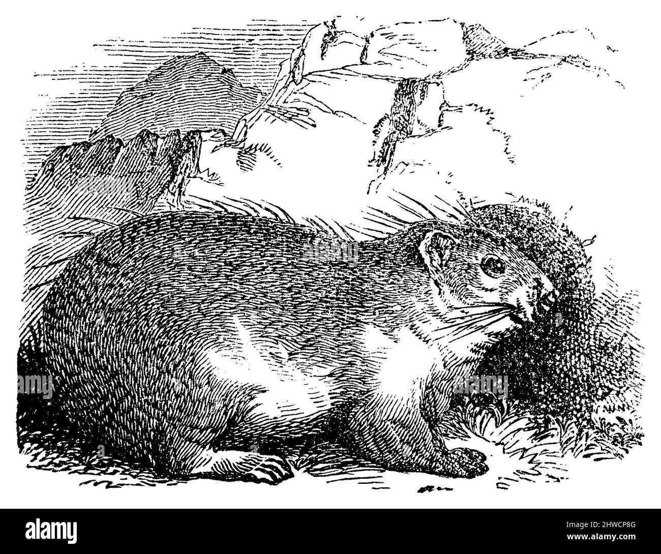 Cape hyrax, Procavia capensis, (religion history book, 1885 ...