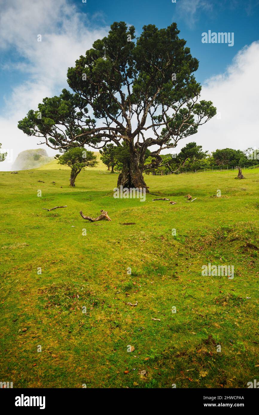 Beautiful landscape of Ancient trees in Madeira Island - Portugal Stock ...