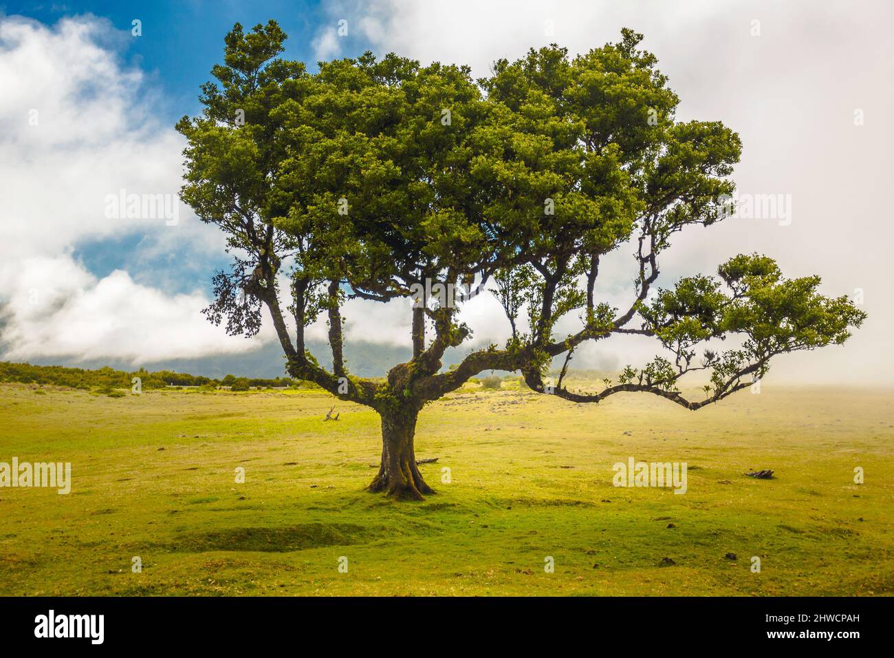 Beautiful landscape of Ancient trees in Madeira Island - Portugal Stock ...