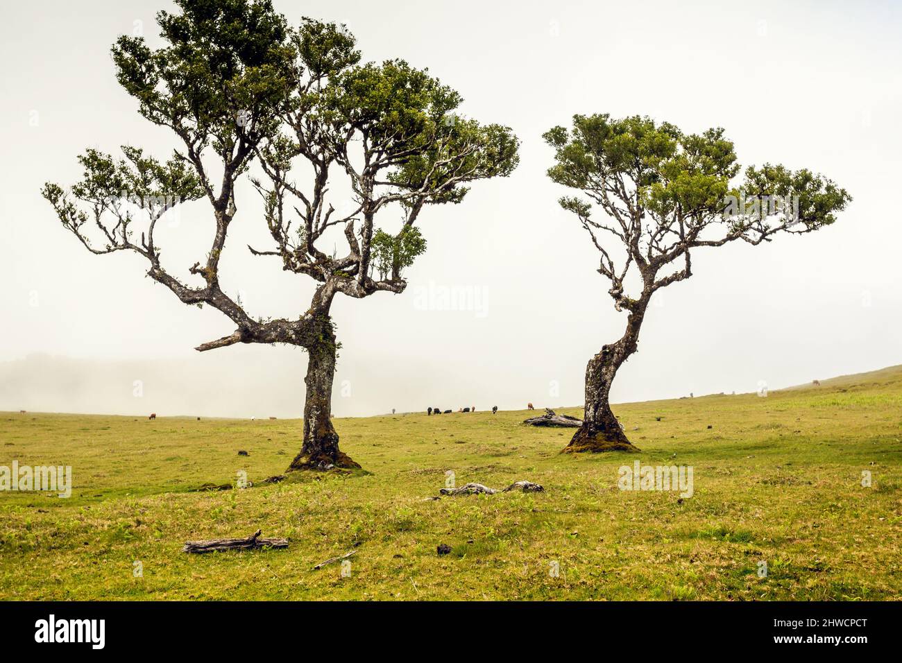 Beautiful landscape of Ancient trees in Madeira Island - Portugal Stock ...