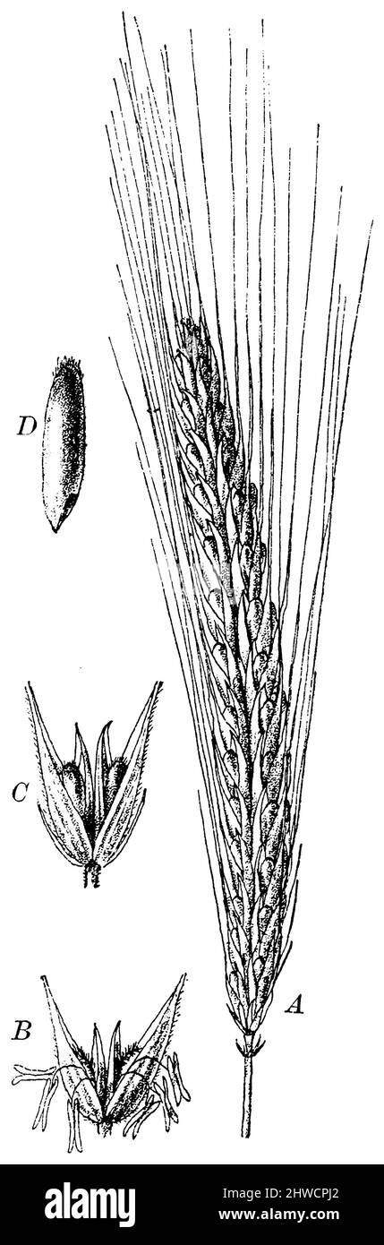 ryeA Inflorescence. B Spikelet. (C Fruit with glumes. D Fruit Stock ...