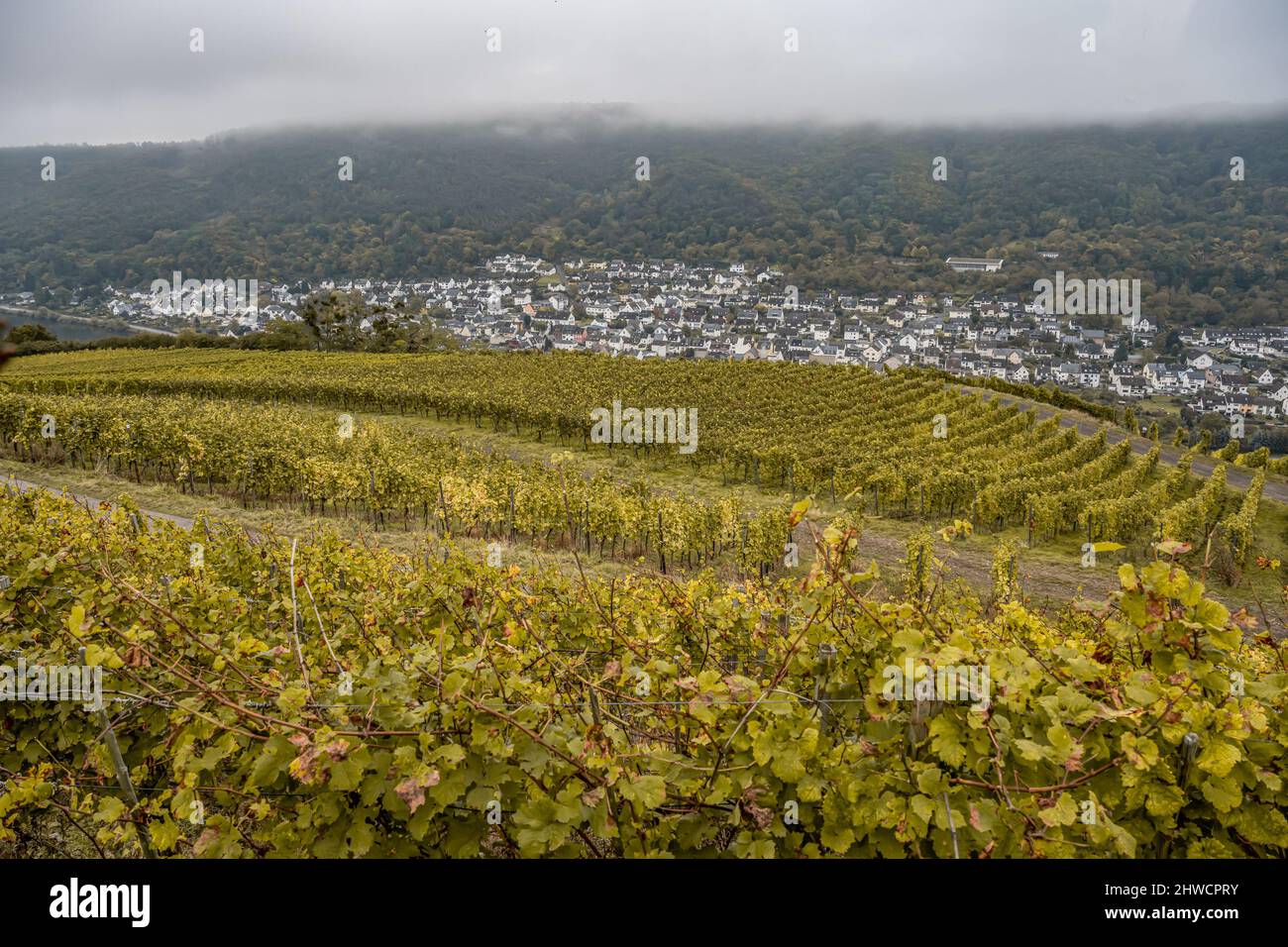 Famous German Wine Region Moselle River Lay village Stock Photo - Alamy